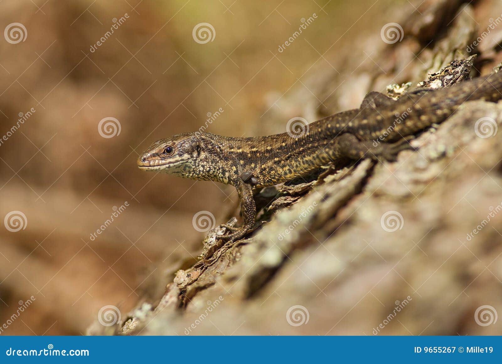Common Lizard stock image. Image of cumbria, lizard, british - 9655267