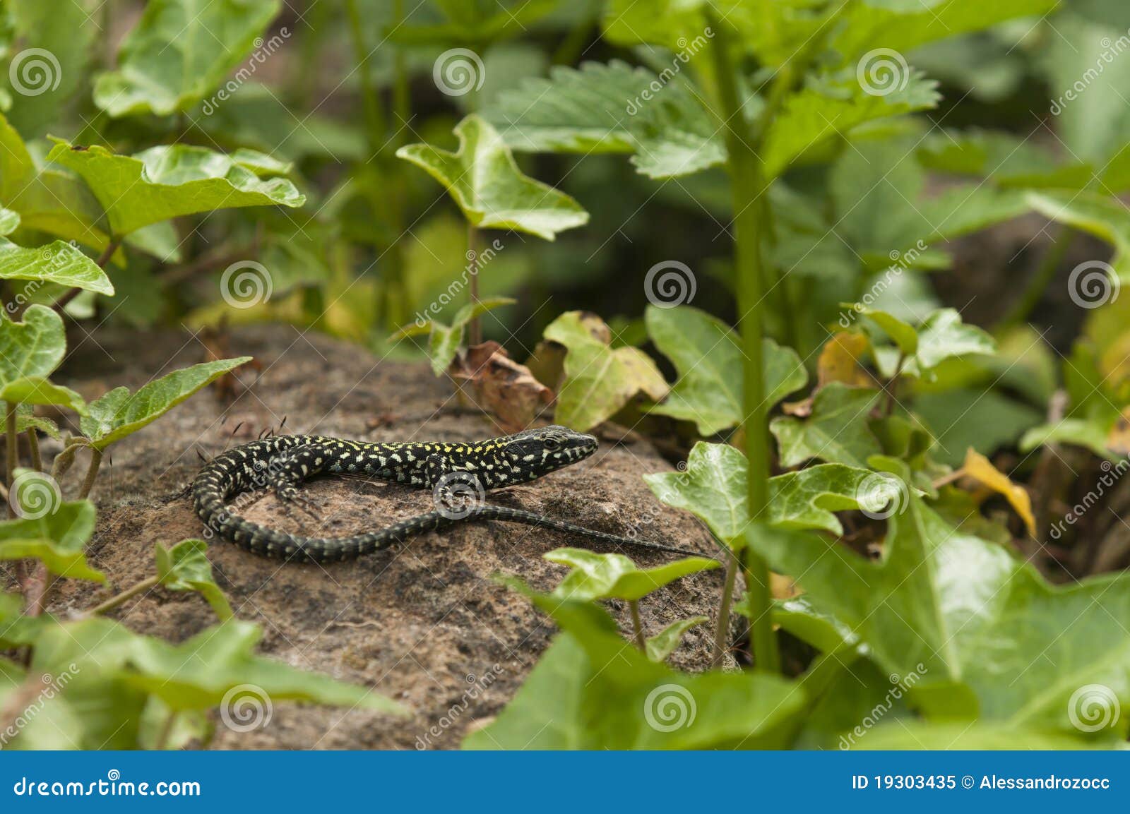 Common Lizard Basking in the Sun Stock Image - Image of nature ...