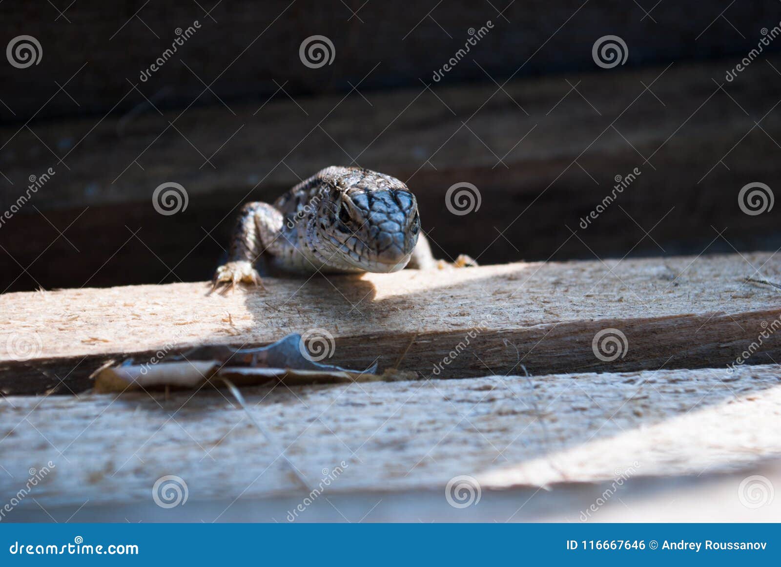 Common lizard on a board stock photo. Image of amphibian - 116667646