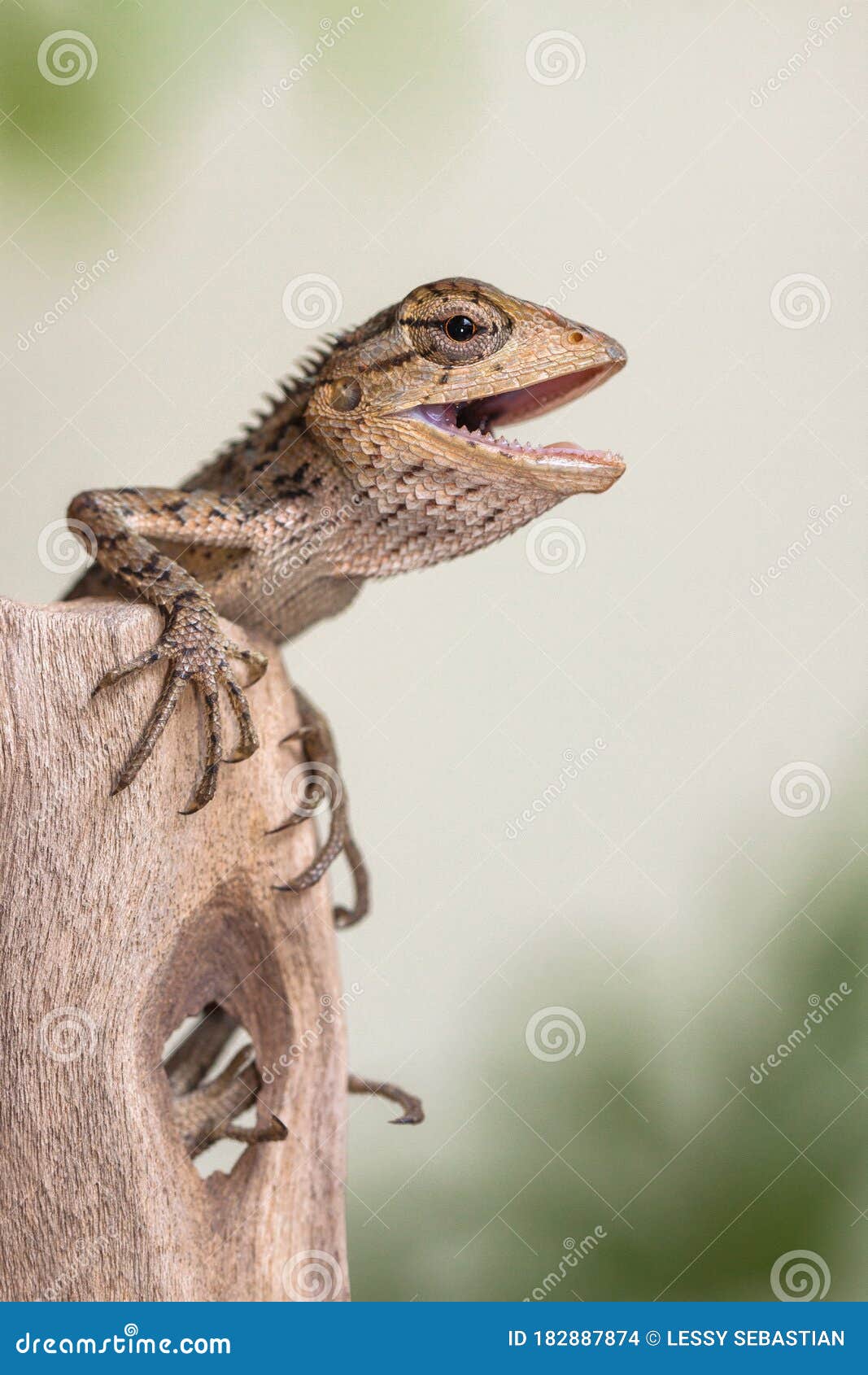 Common Lizard in the Branch Stock Photo - Image of liza, lizard: 182887874