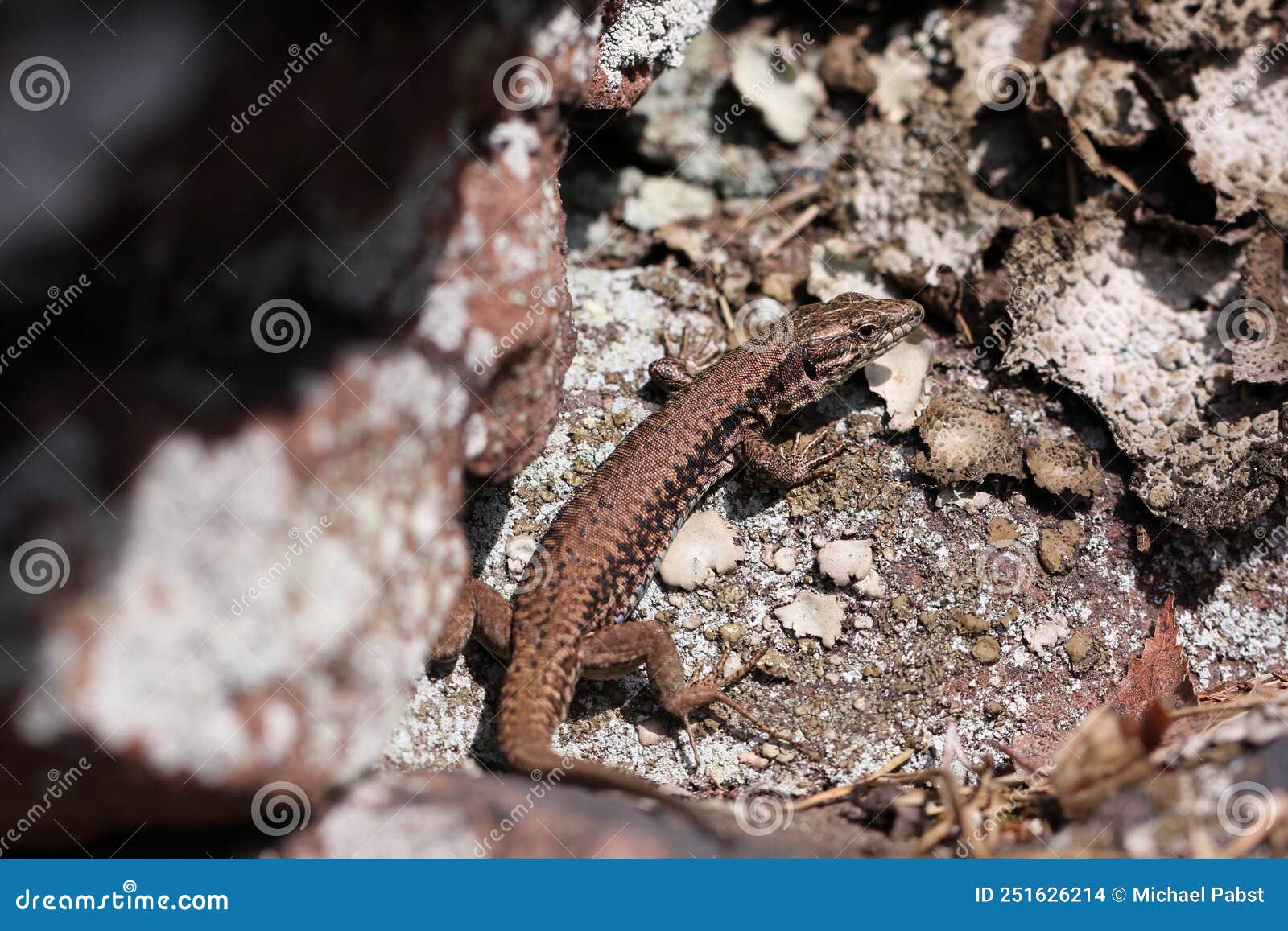 Common Lizard Climbing on a Sandstone Rock Stock Photo - Image of ...
