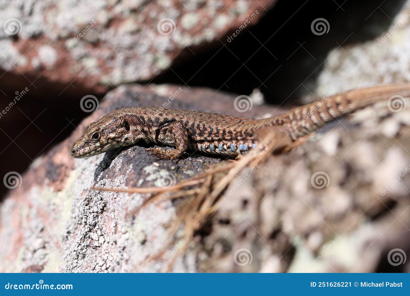 Common Lizard Climbing on a Sandstone Rock Stock Image - Image of ...