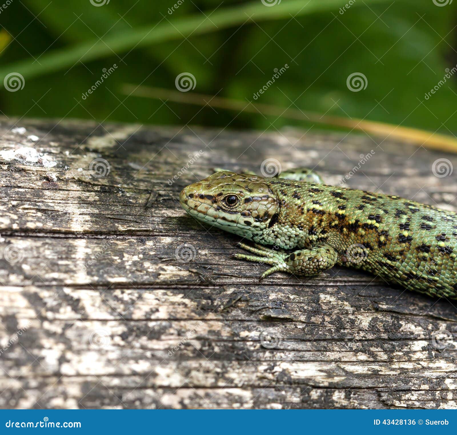 Common Lizard In A Tree Royalty-Free Stock Image | CartoonDealer.com ...