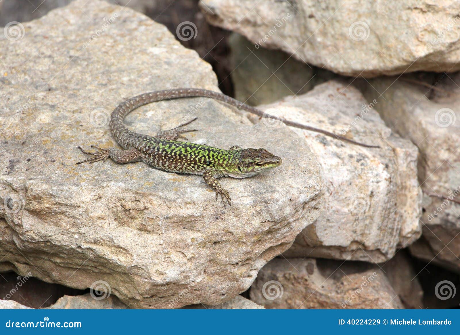 Common lizard stock image. Image of animals, environment - 40224229