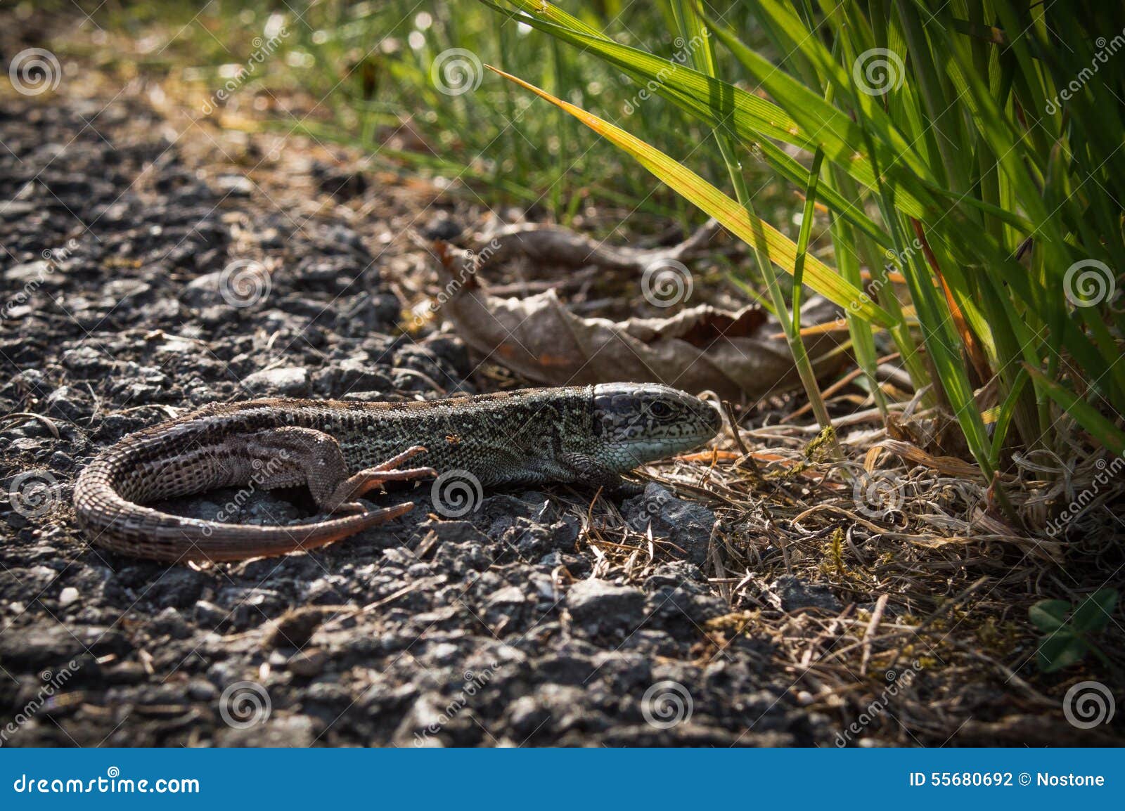Common Lizard stock photo. Image of soil, eyes, lizard - 55680692