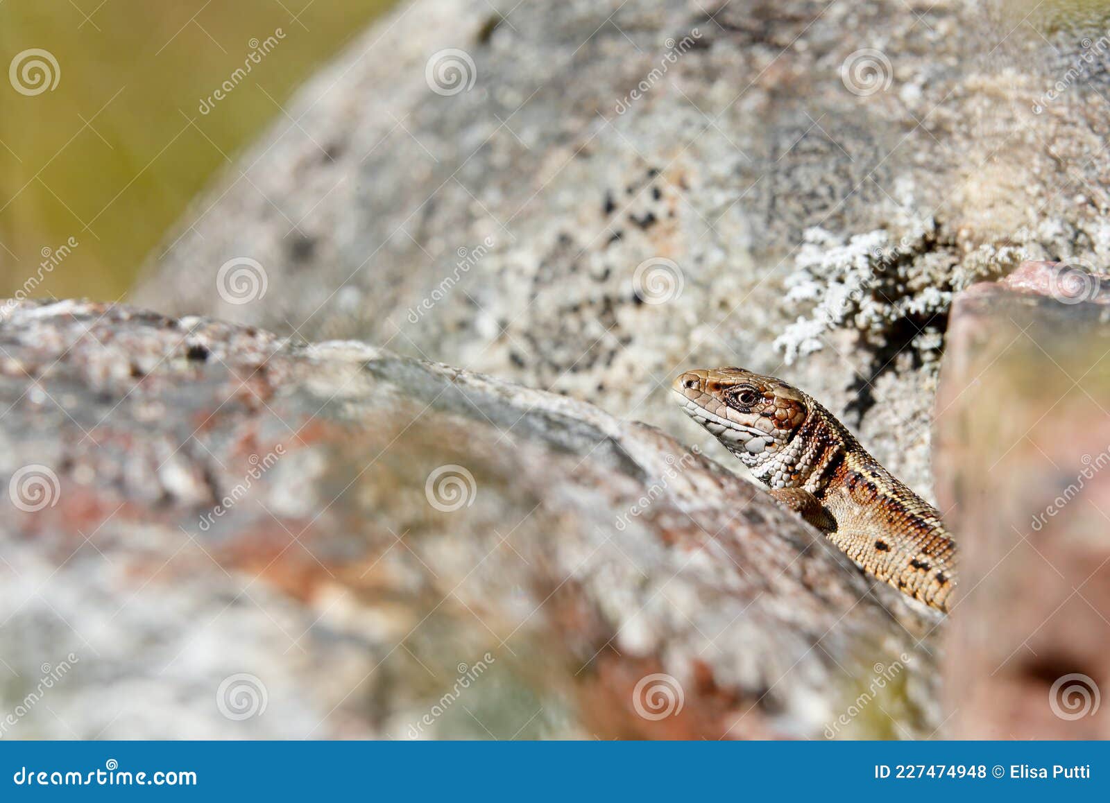 Common Lizard Warming on a Gray Stone Stock Photo - Image of nature ...