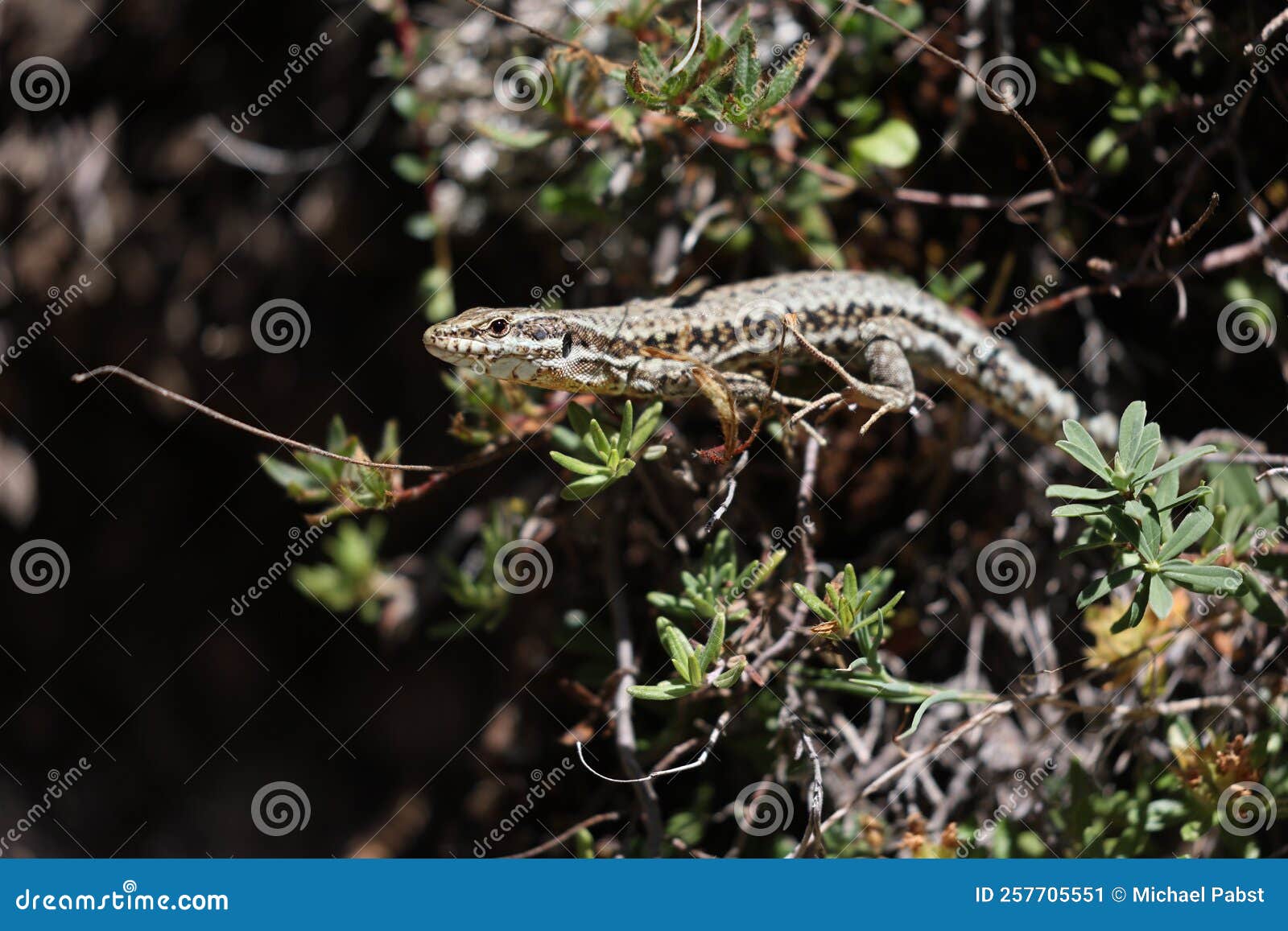Common Lizard Heating Up in the Sun Stock Image - Image of wildlife ...