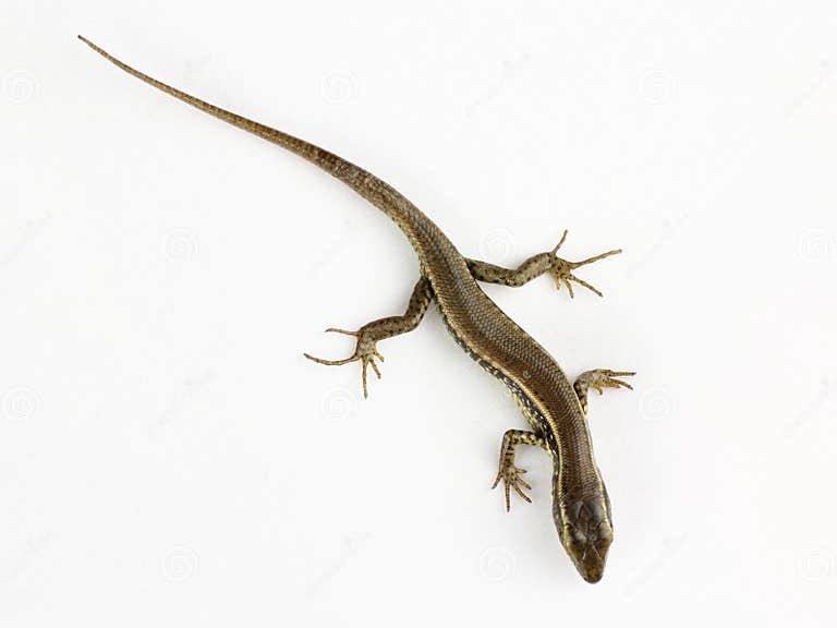 Australian Lizard Isolated, White Background, Top-down Stock Photo ...