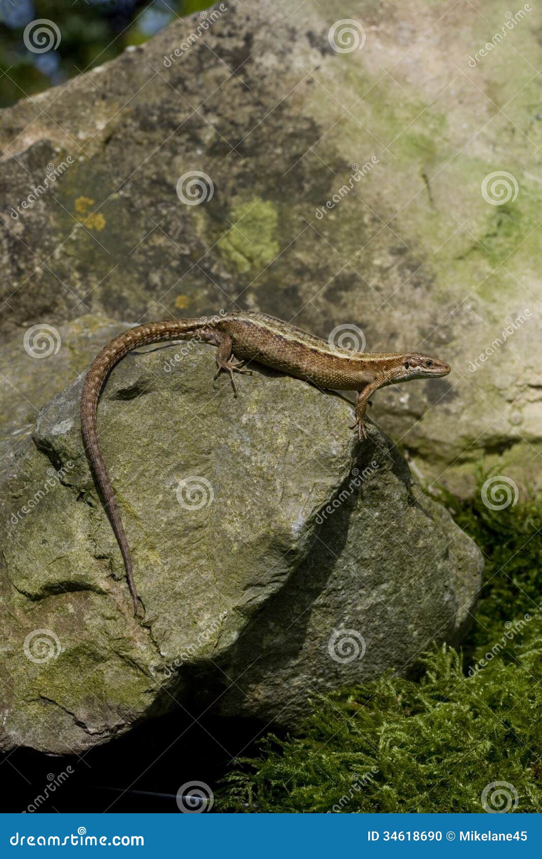 Common Lizard, Lacerta Vivipara, Stock Photo - Image of common, lacerta ...