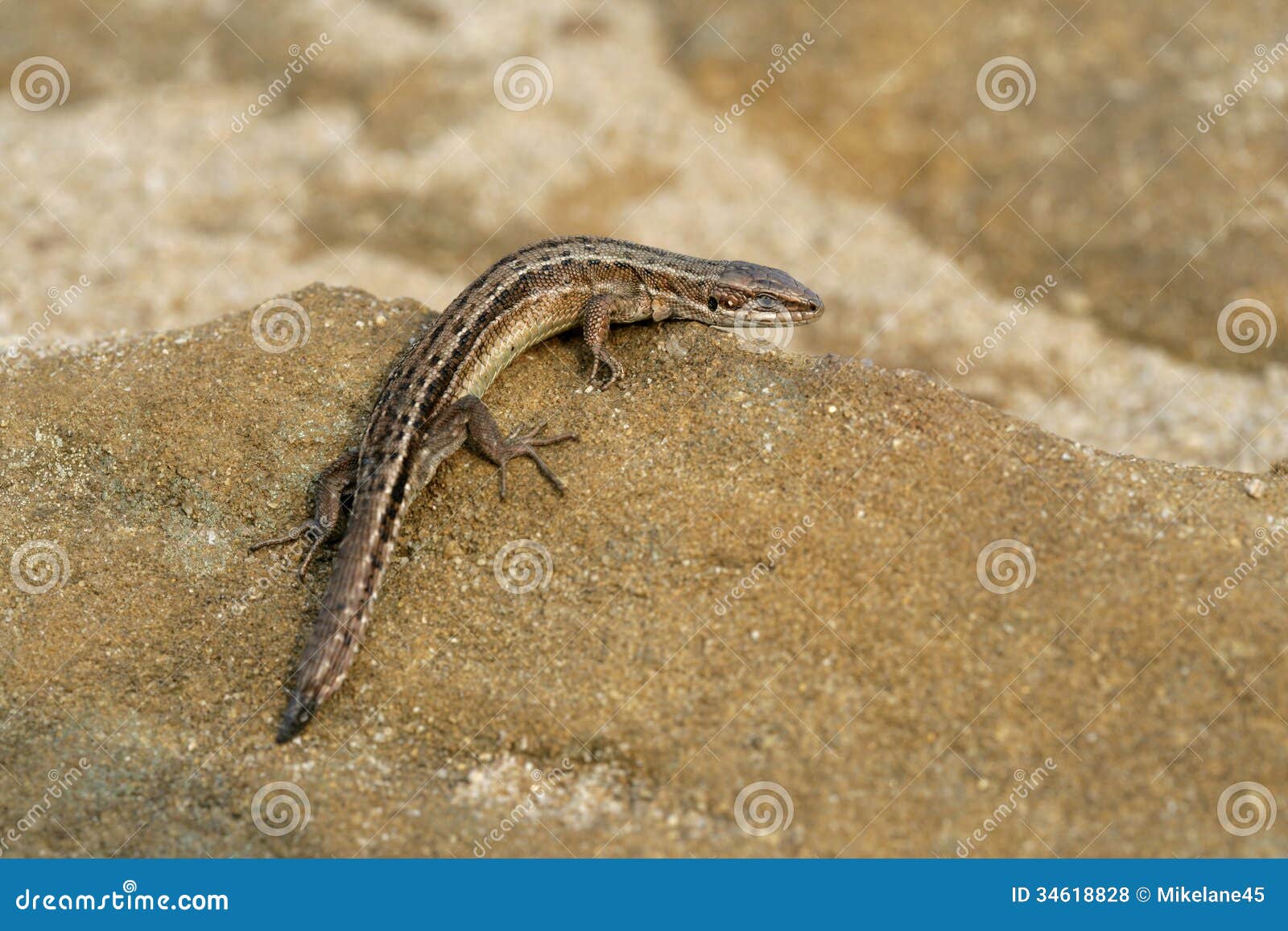 Common Lizard, Lacerta Vivipara, Stock Photo - Image of dorset ...
