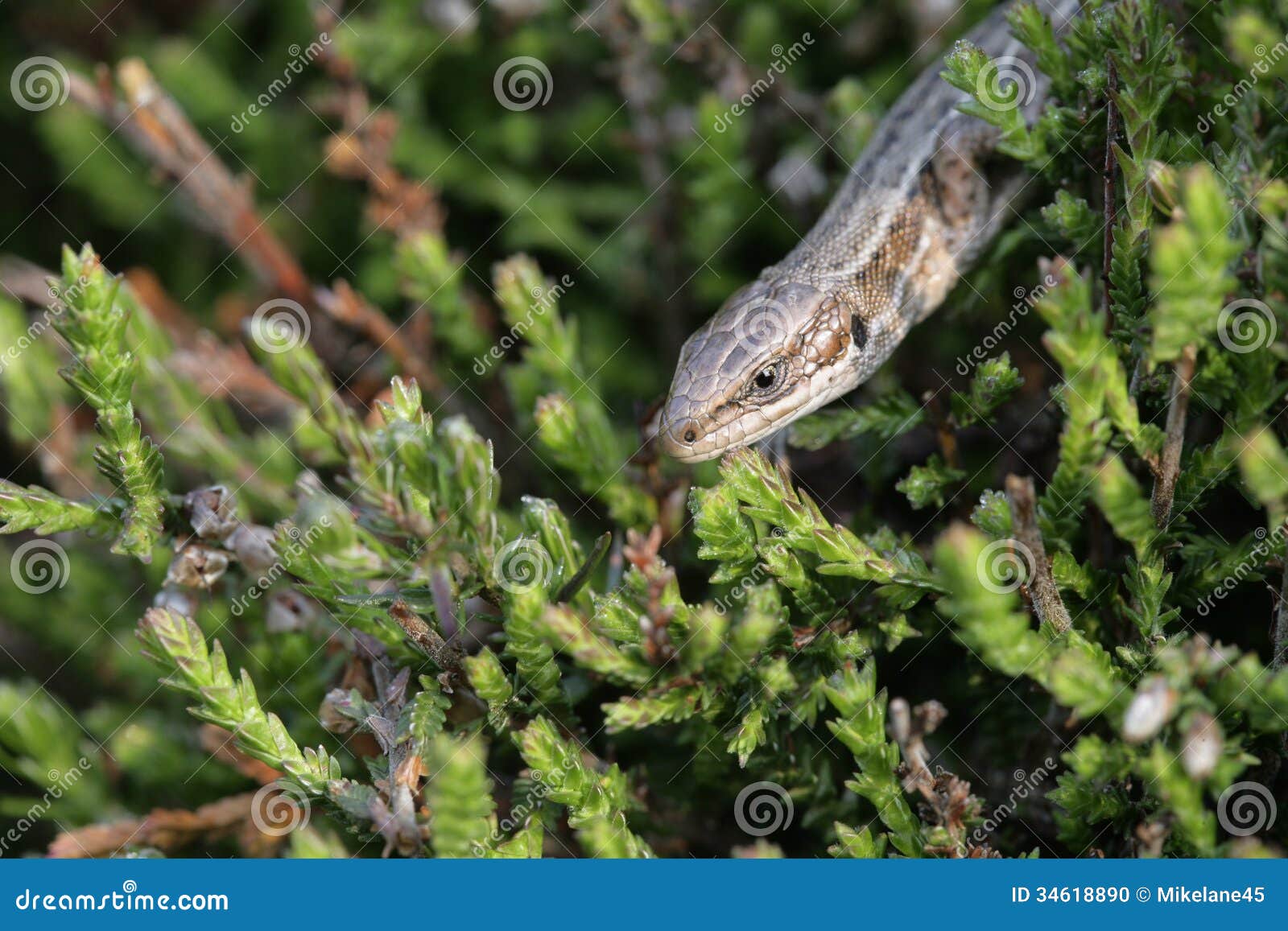Common Lizard, Lacerta Vivipara, Stock Photo - Image of dorset, lizard ...