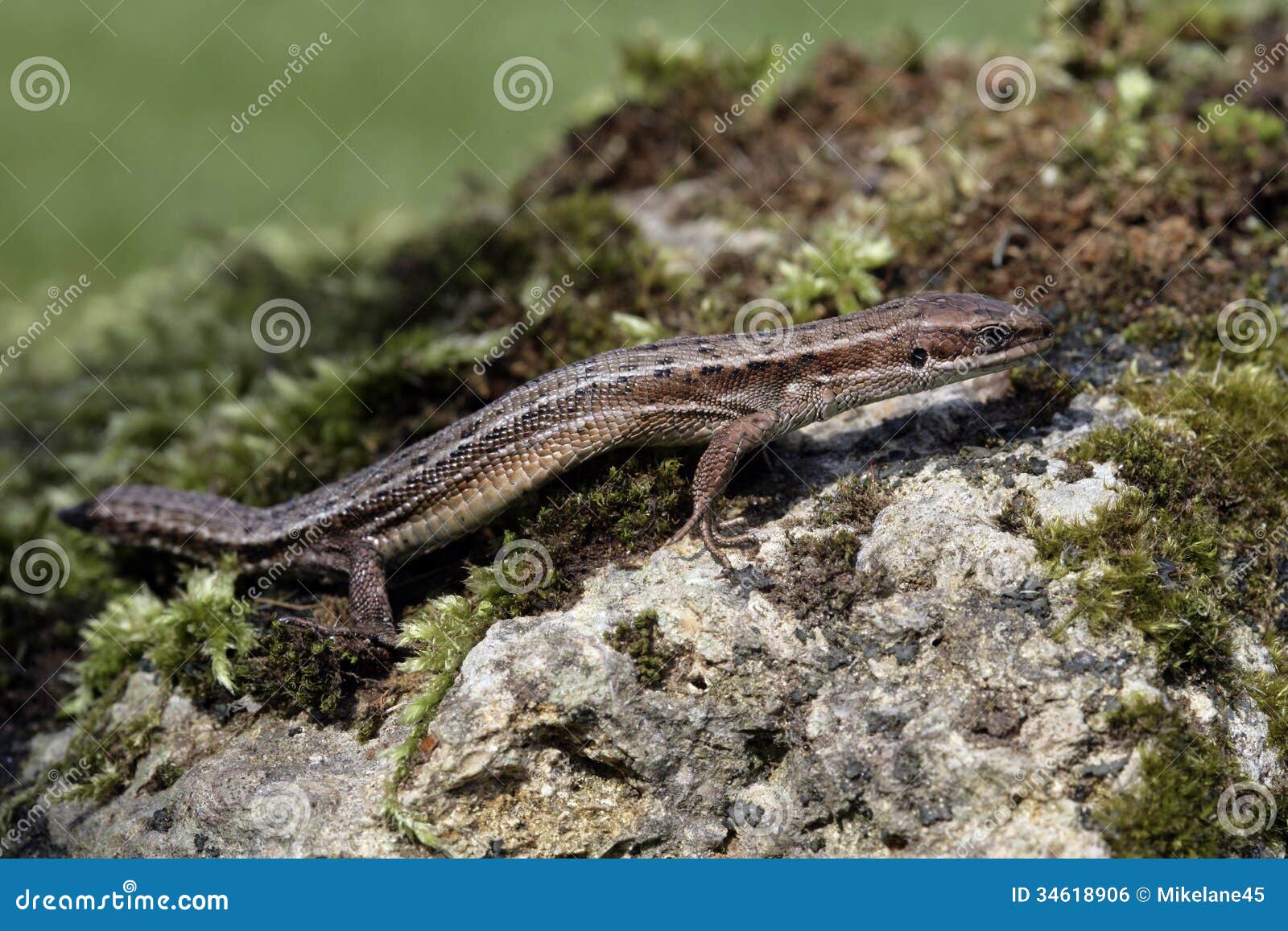 Common Lizard, Lacerta Vivipara, Stock Photo - Image of lacerta ...