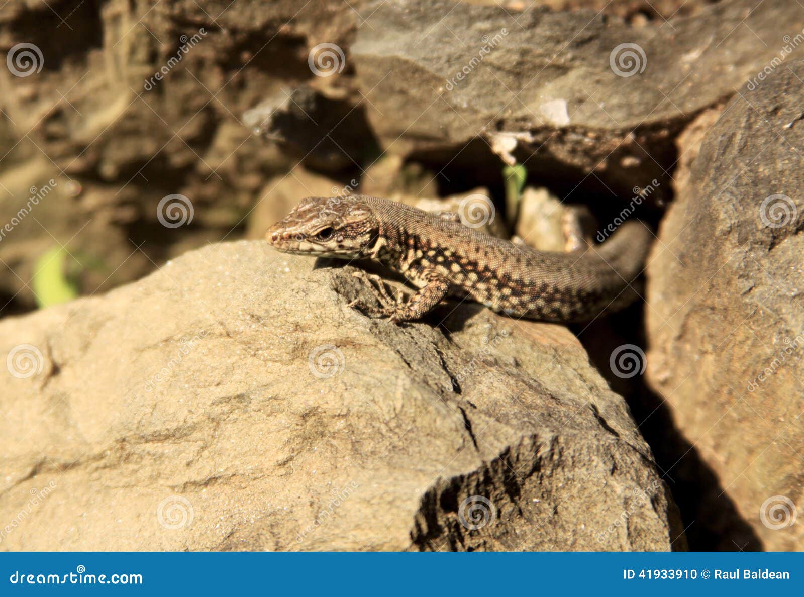 Common Lizard Laying in the Sun Stock Photo - Image of rest, stone ...