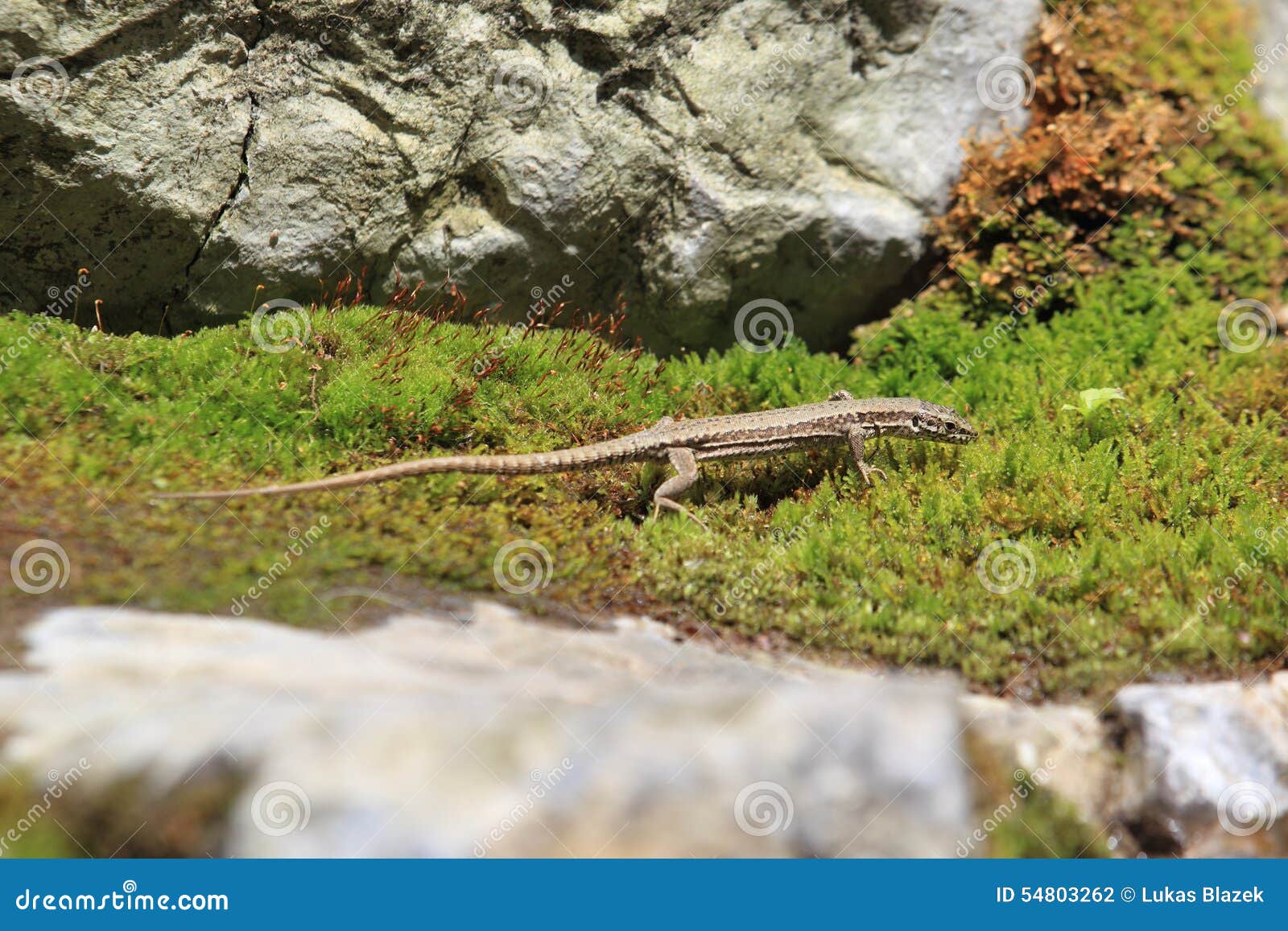 Common lizard stock photo. Image of reptile, viviparous - 54803262