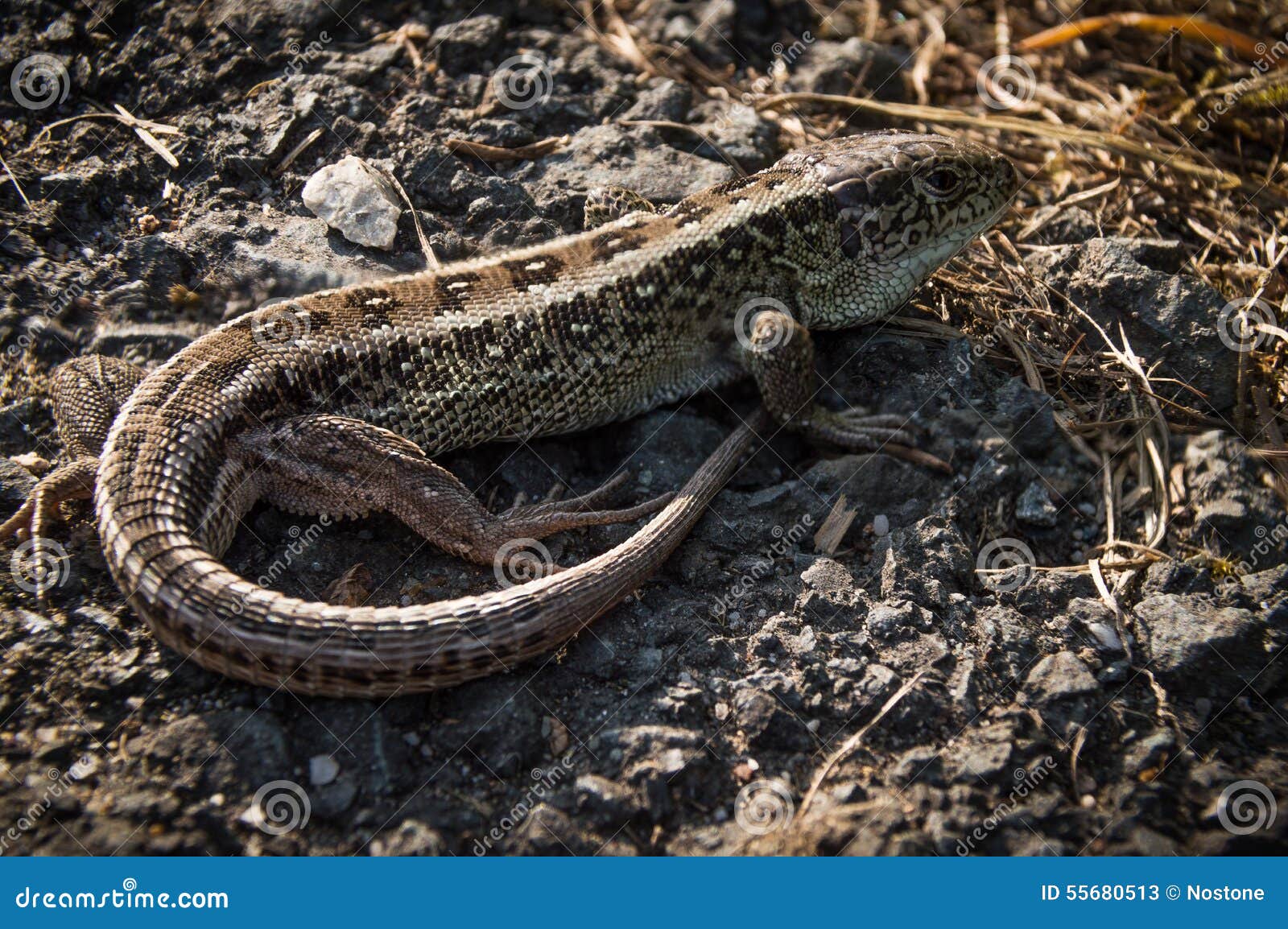 Common lizard stock image. Image of soil, grey, lizard - 55680513