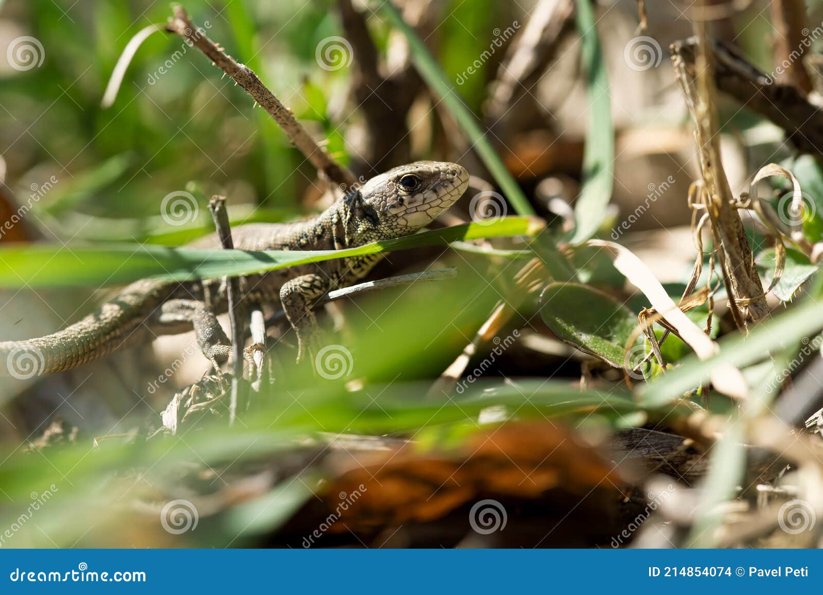 Common Lizard in the Spring Sun Stock Photo - Image of yellow, macro ...