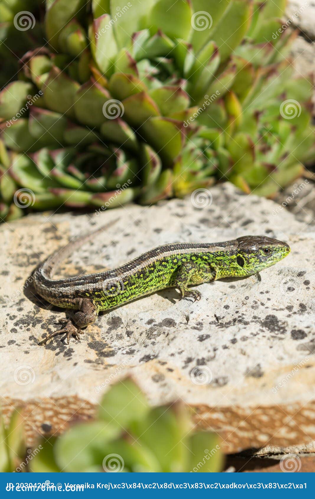 Common Lizard on Stone in Sunny Summer in the Garden Stock Image ...