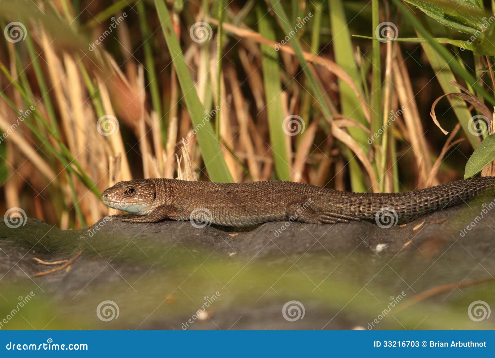 Common lizard . stock image. Image of profile, viviparous - 33216703