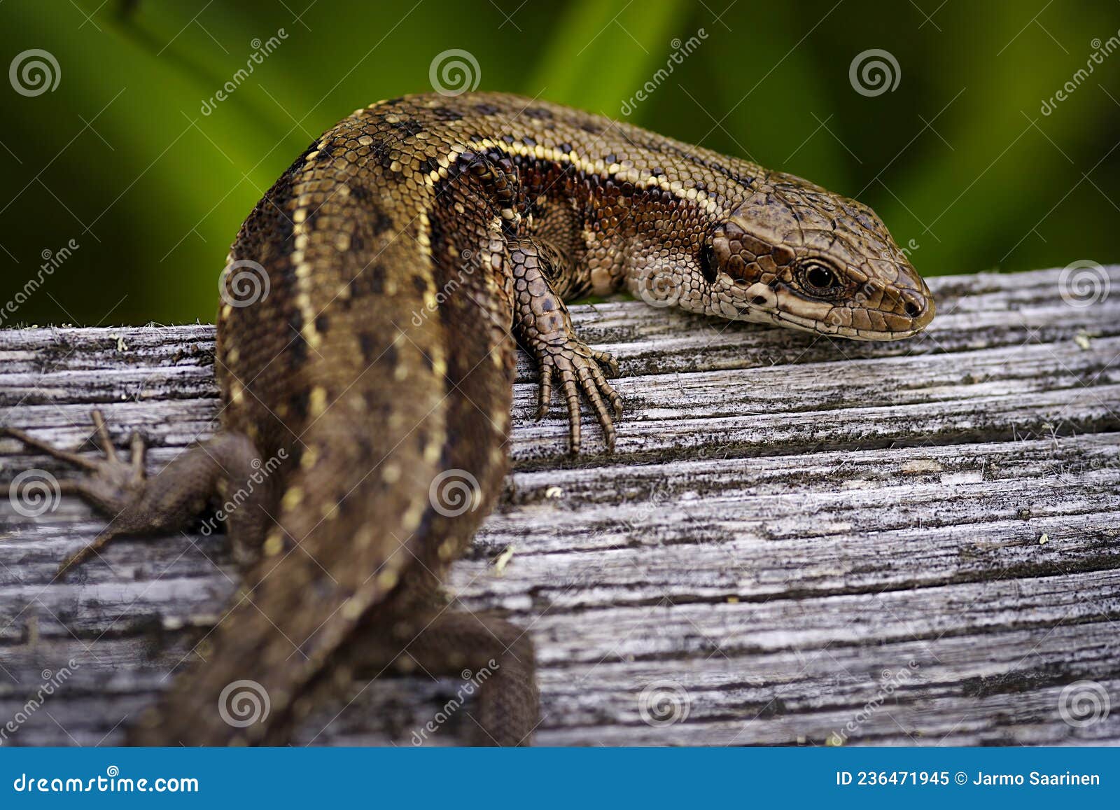 The Common Lizard Warms Up with a Gray Plank Stock Image - Image of ...