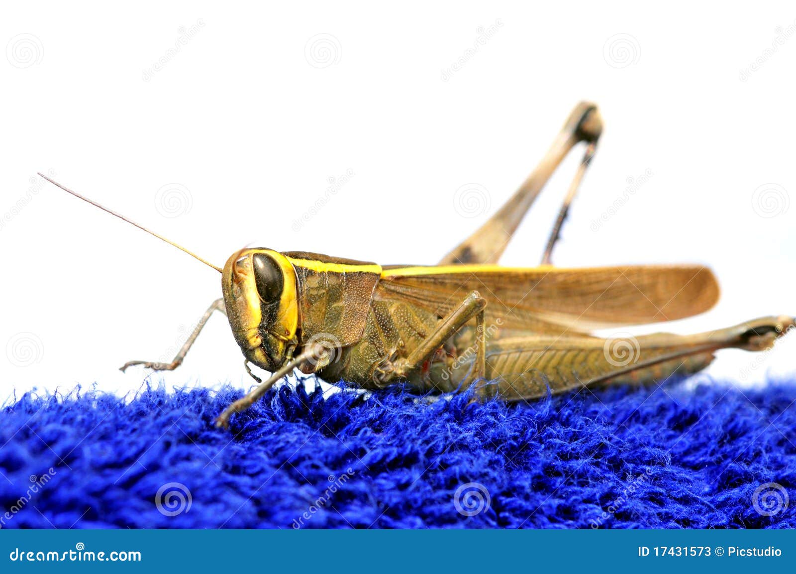 Common locust stock image. Image of beautiful, shot, image - 17431573