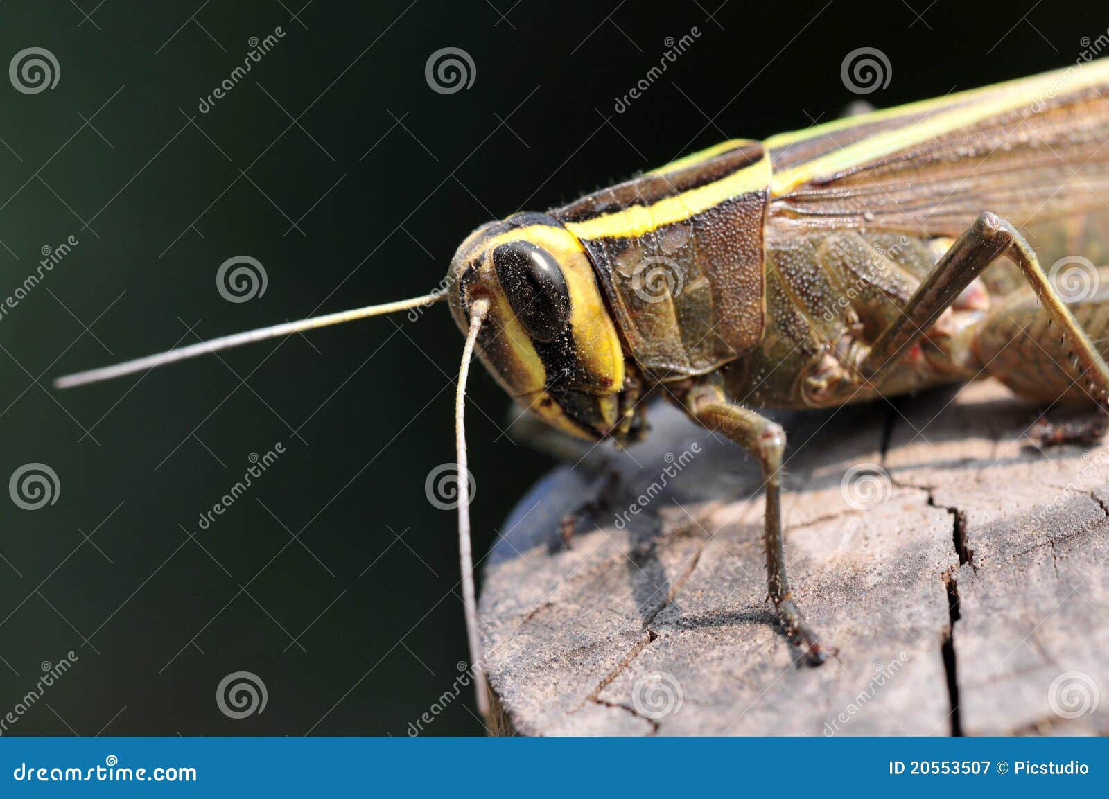 Common locust stock image. Image of insect, beautiful - 20553507