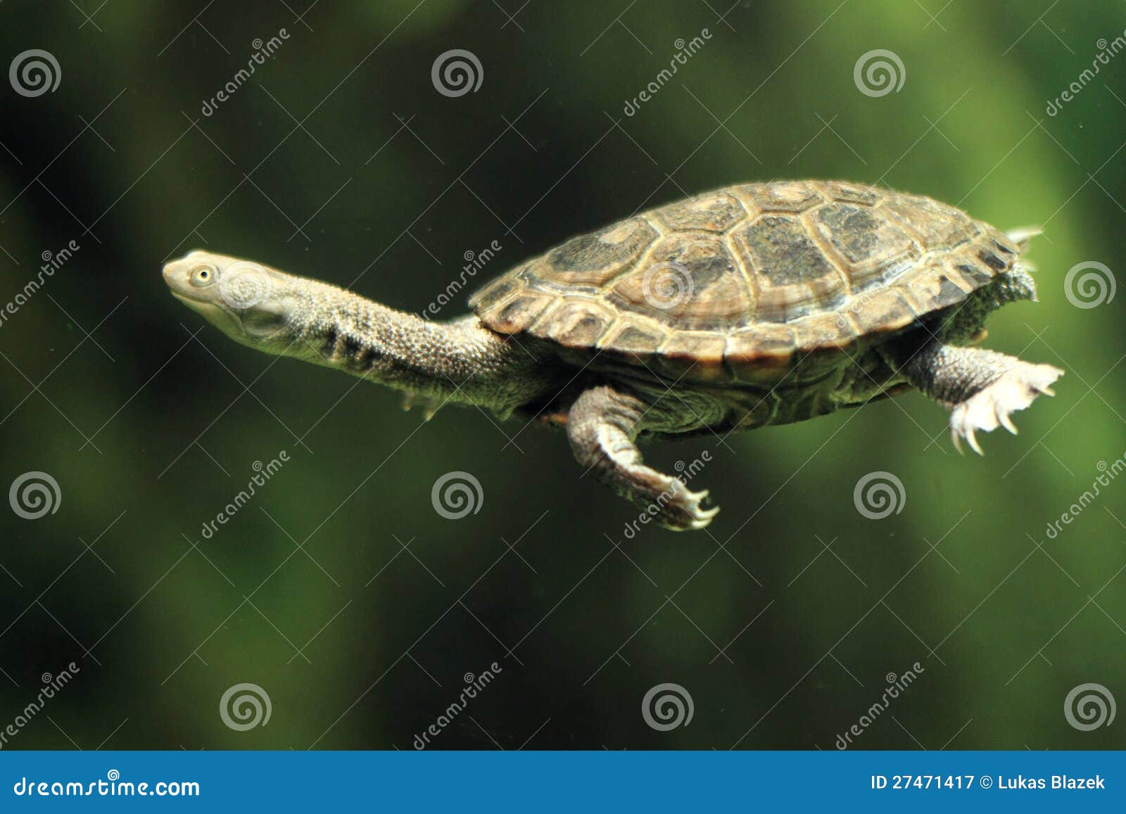 Common long-necked turtle stock image. Image of common - 27471417