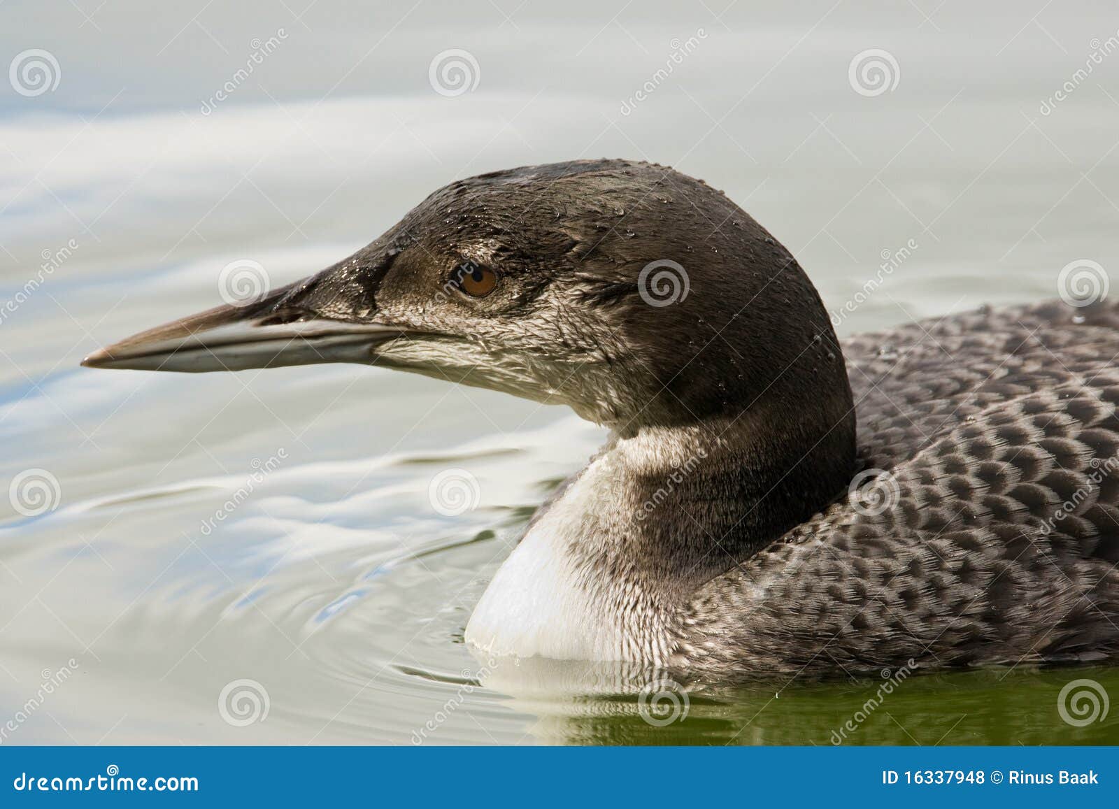 Common Loon stock photo. Image of animal, loon, northern - 16337948