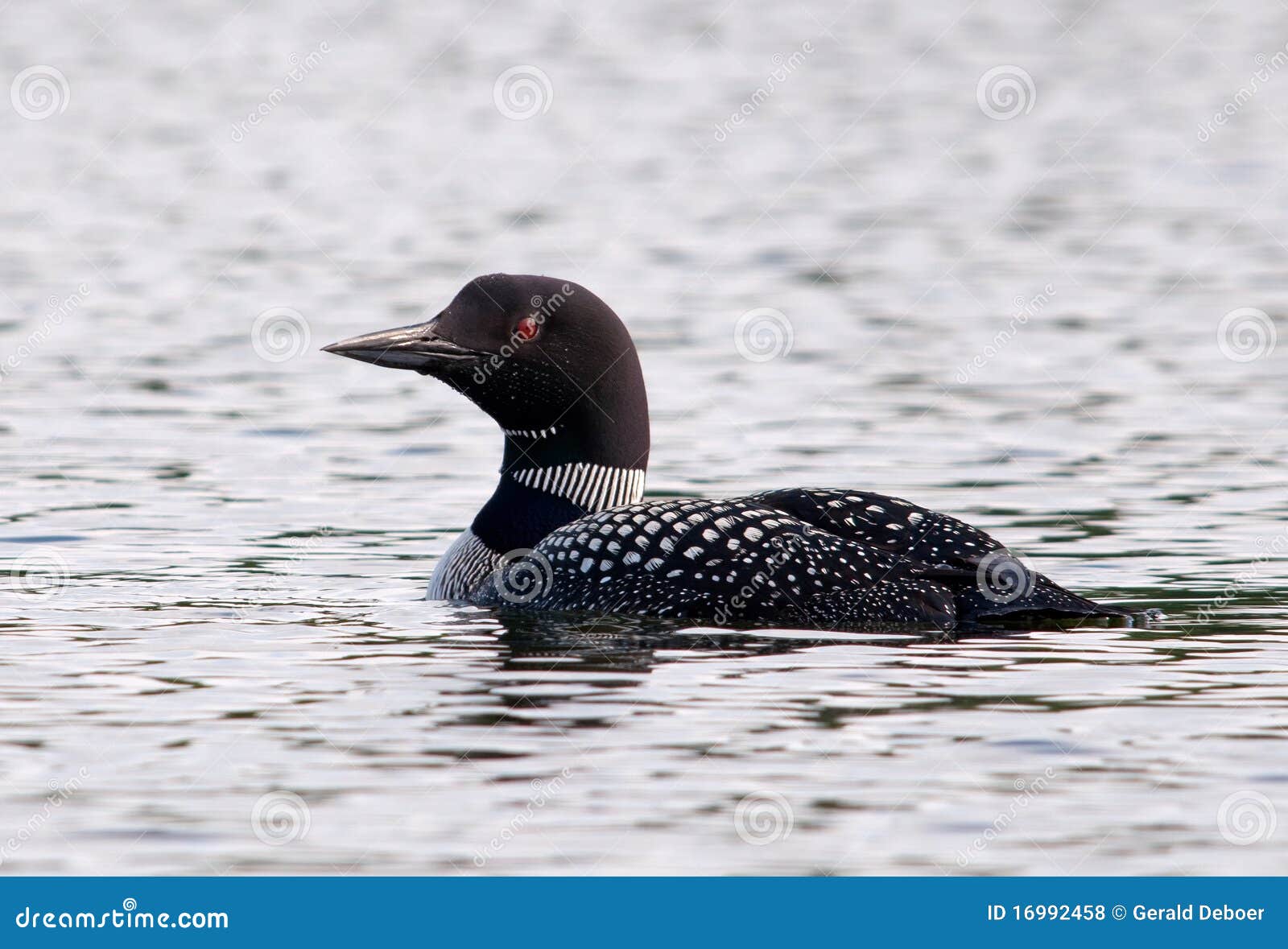 Common Loon stock photo. Image of natural, america, observing - 16992458