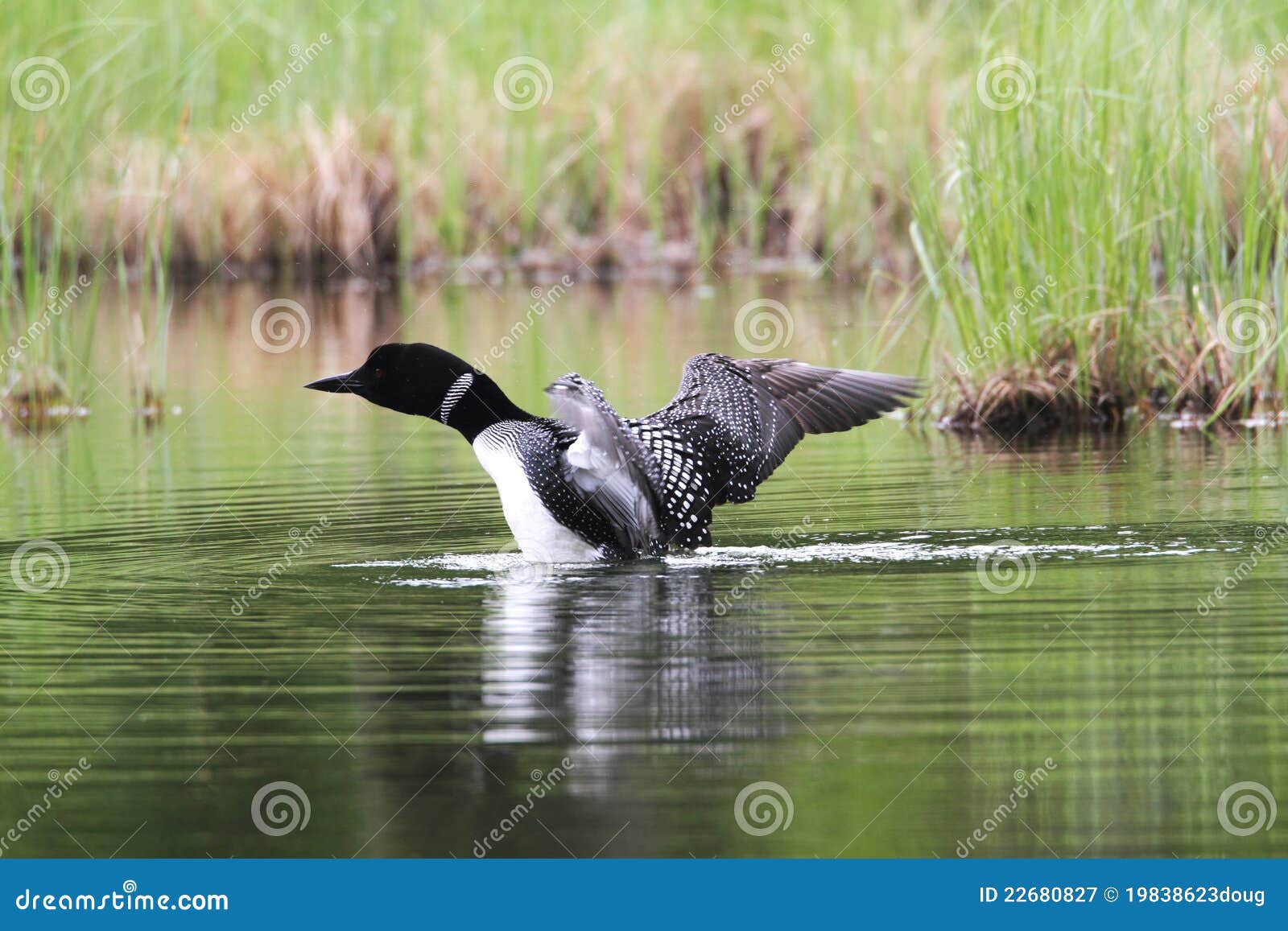 Common Loon stock image. Image of water, grass, common - 22680827