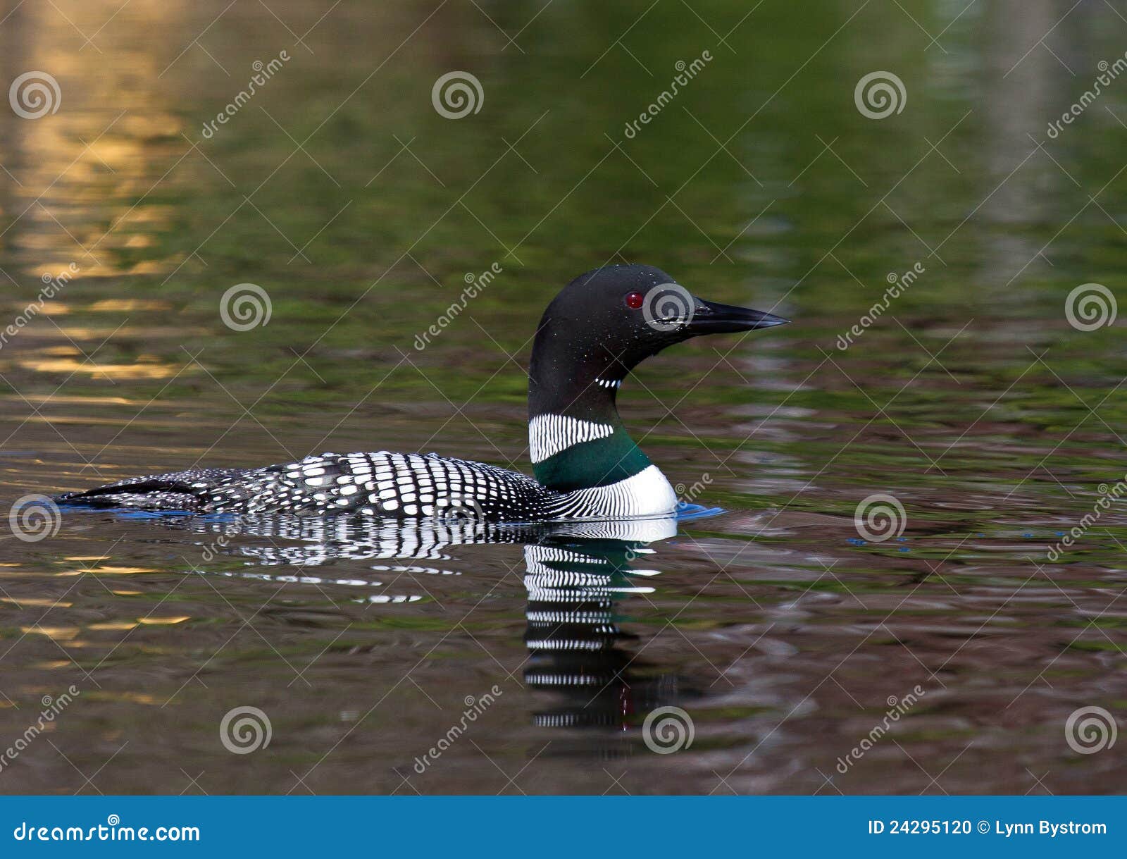 Common Loon stock photo. Image of bird, tranquil, lake - 24295120