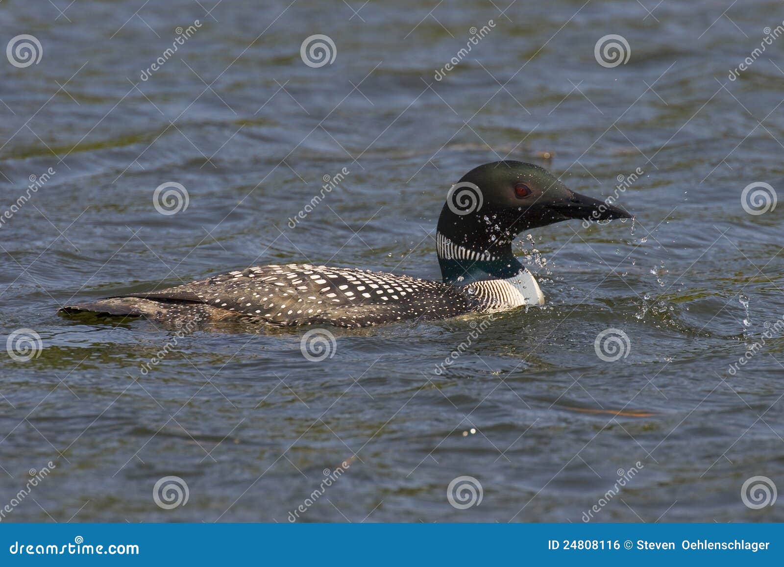 Common Loon stock photo. Image of water, north, lake - 24808116