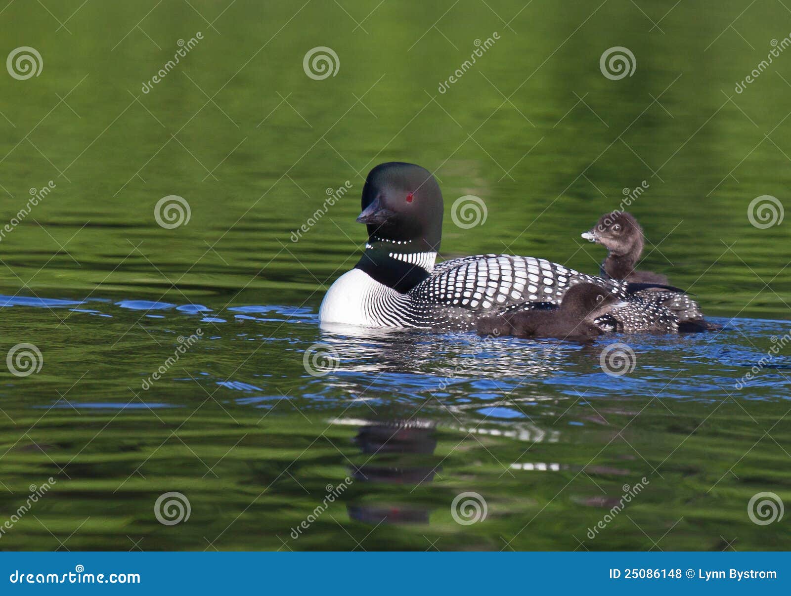 Common Midwest Birds Stock Photos - Free & Royalty-Free Stock Photos ...
