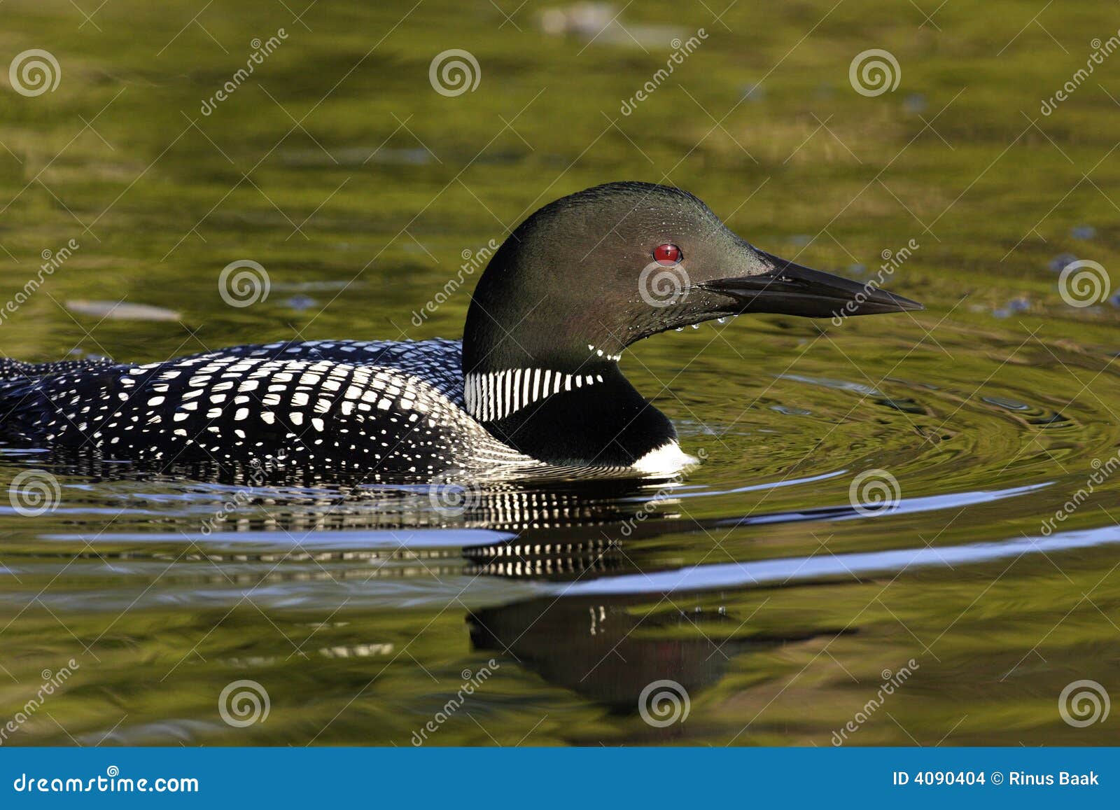Common Loon stock photo. Image of white, black, dots, common - 4090404