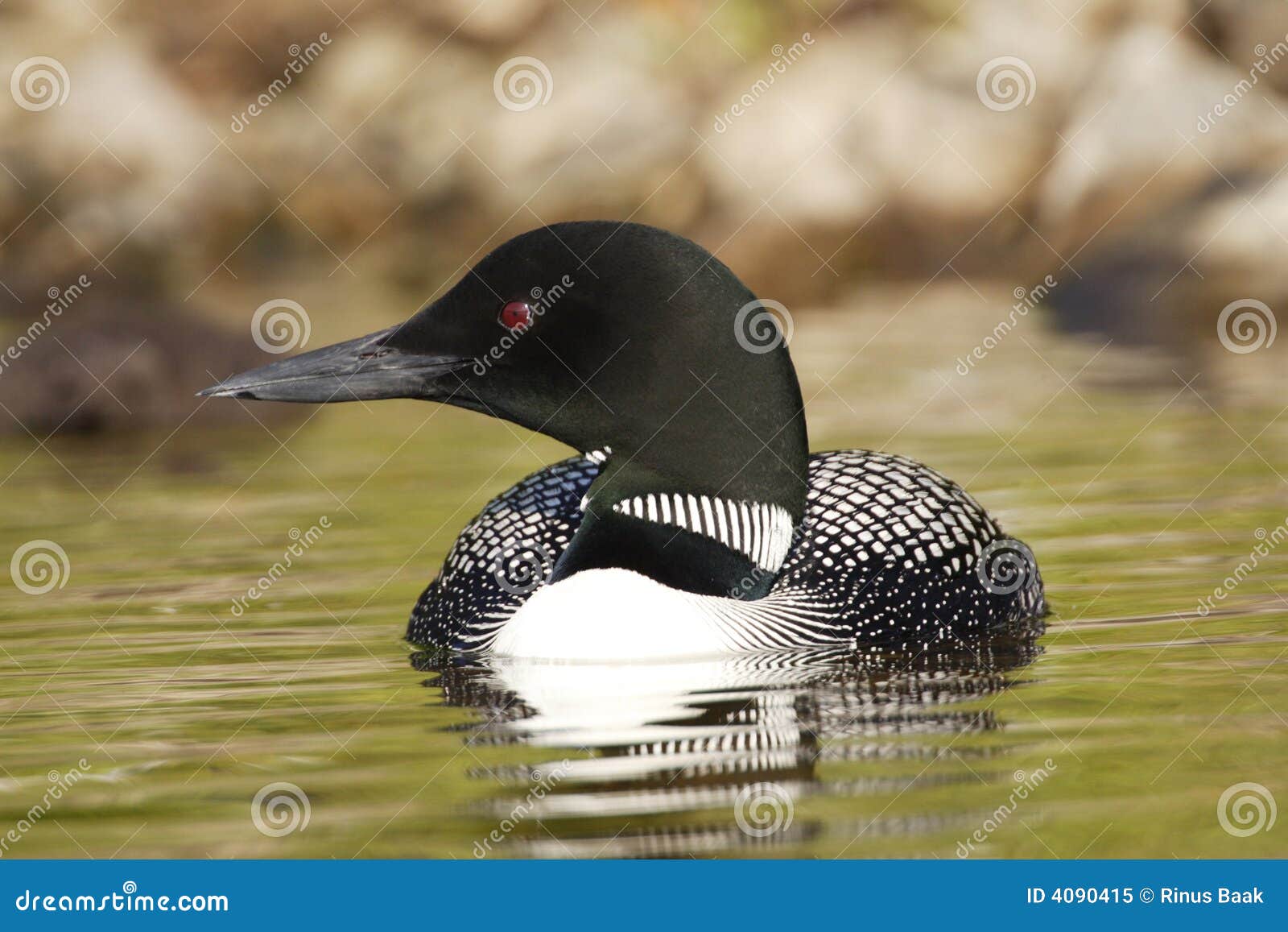 Common Loon Adult With Baby Chick Riding On Back Stock Photography ...