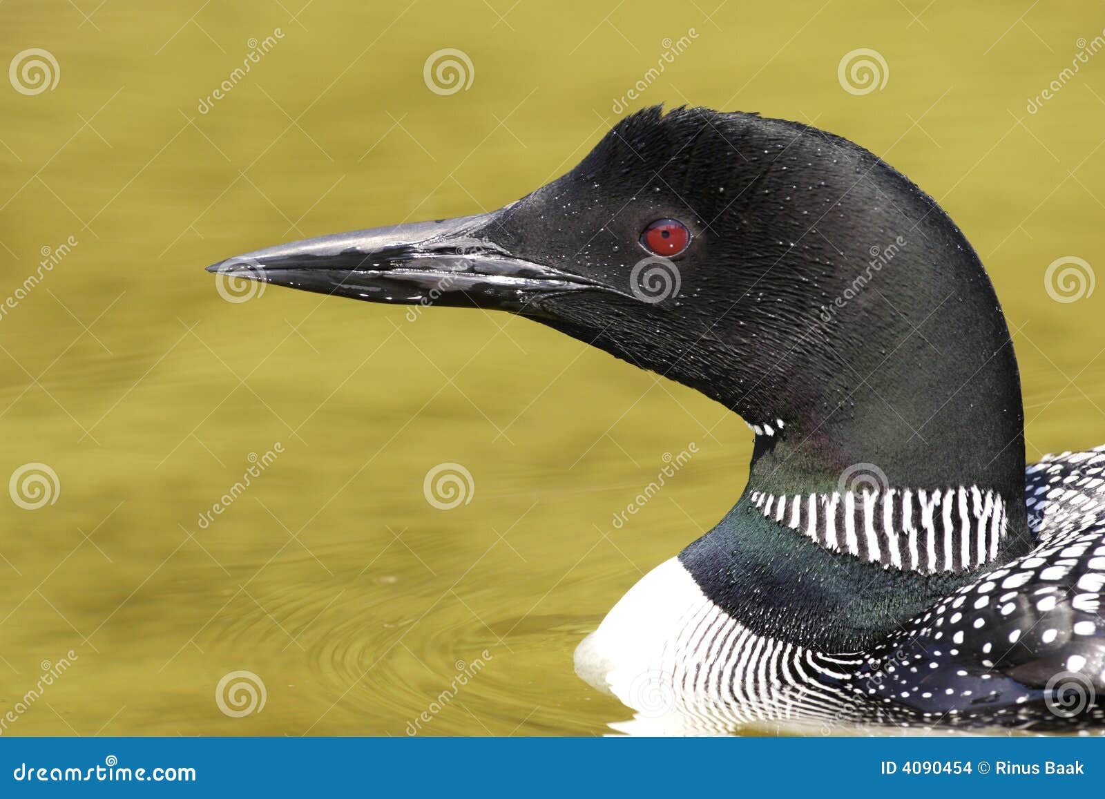Common Loon stock photo. Image of beak, dots, black, loon - 4090454