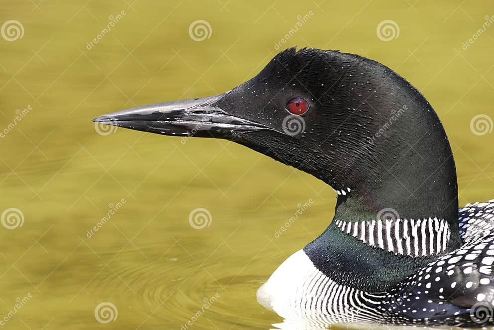 Common Loon stock photo. Image of beak, dots, black, loon - 4090454