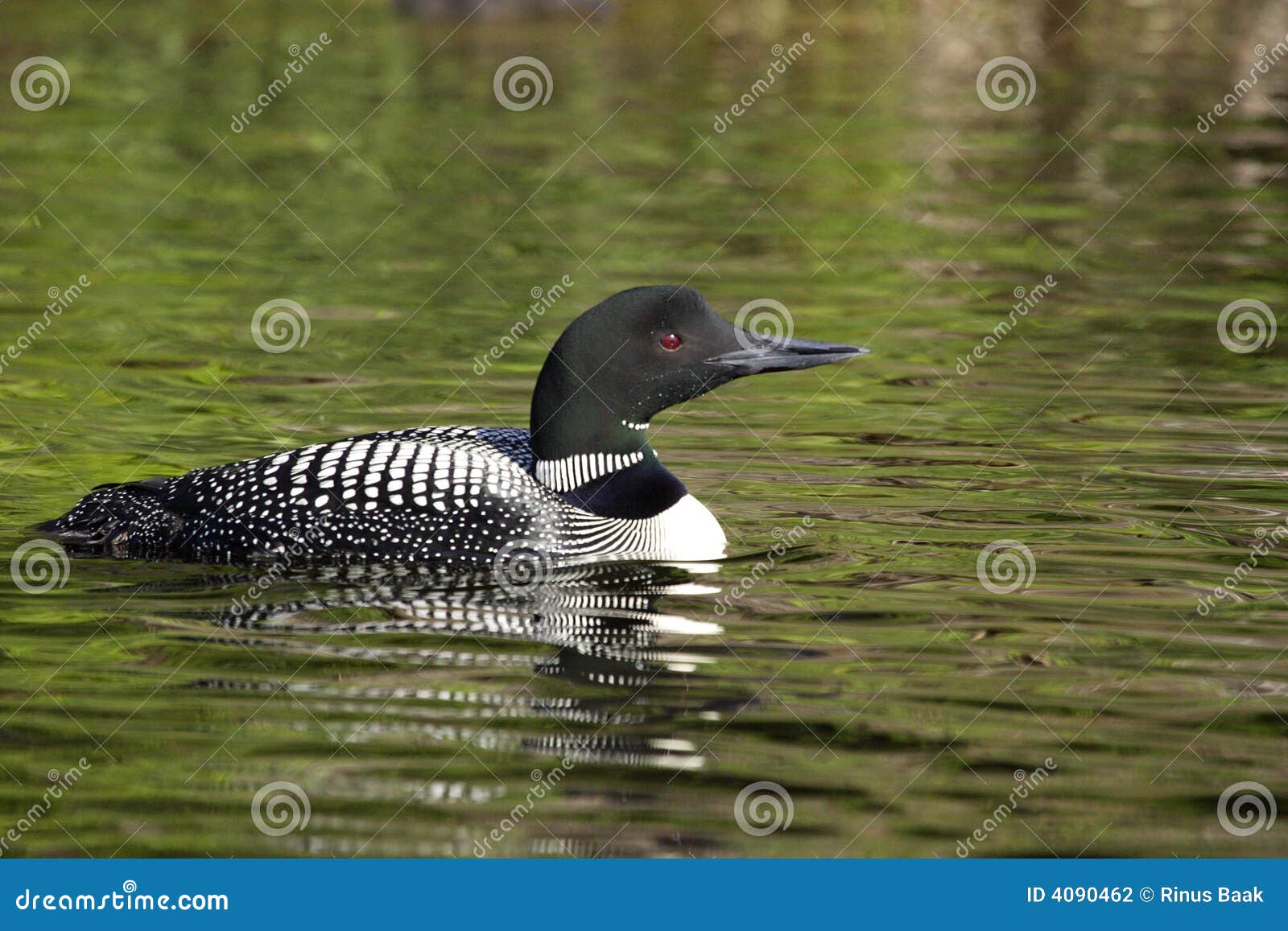 Common Loon stock photo. Image of dots, bird, common, white - 4090462