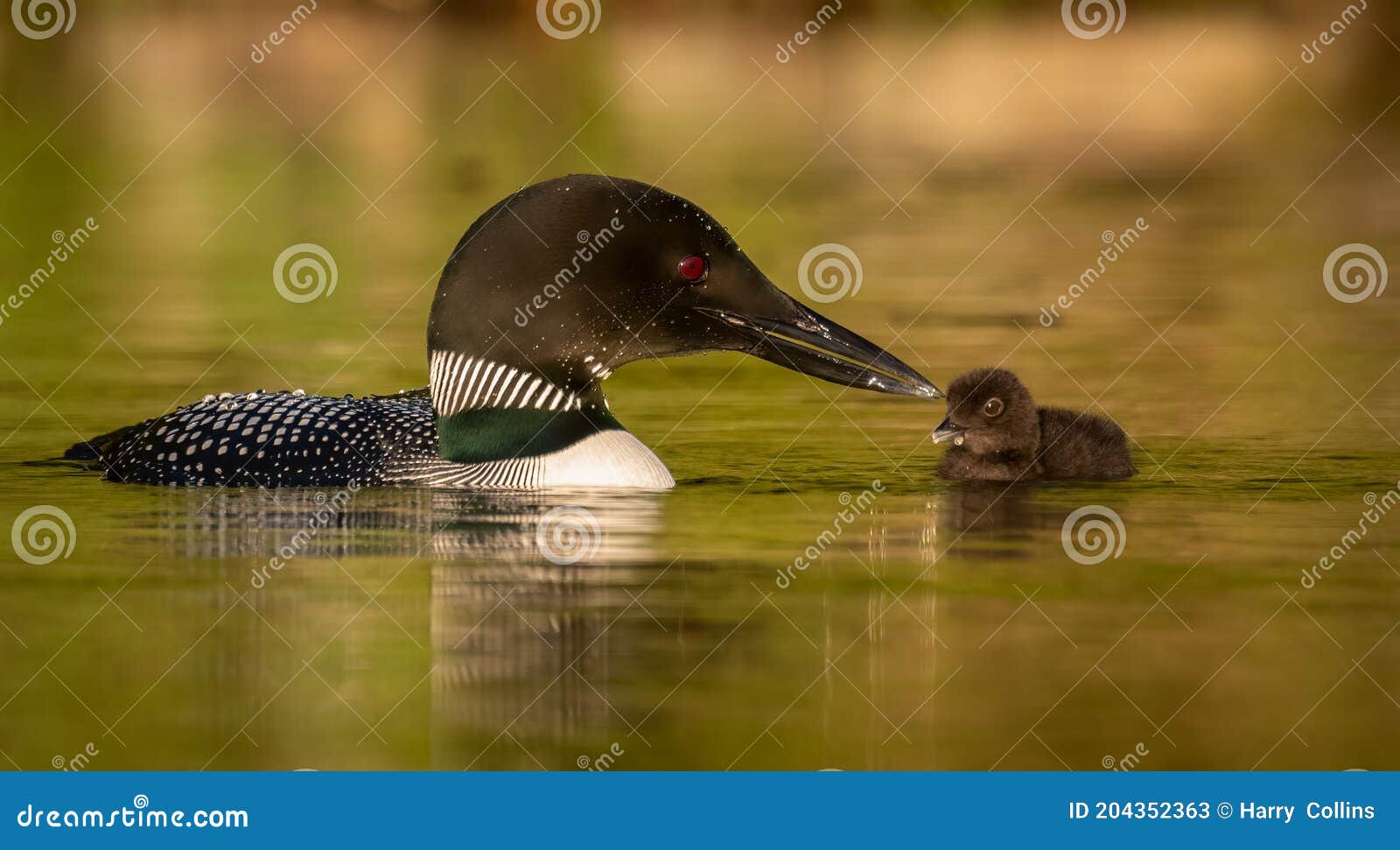 Common Loon in Maine stock image. Image of great, grey - 204352363