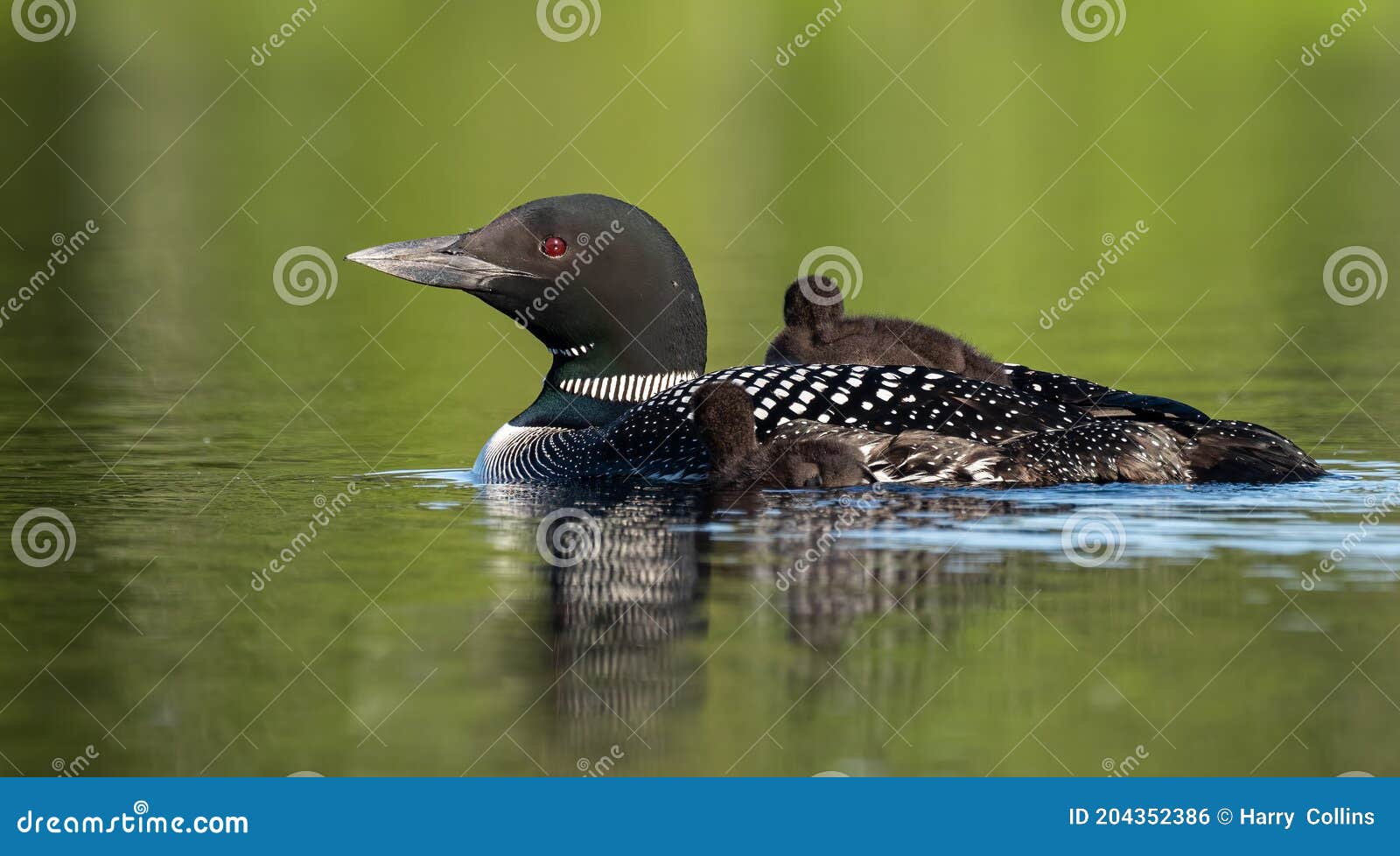 Common Loon in Maine stock photo. Image of hawk, colorful - 204352386
