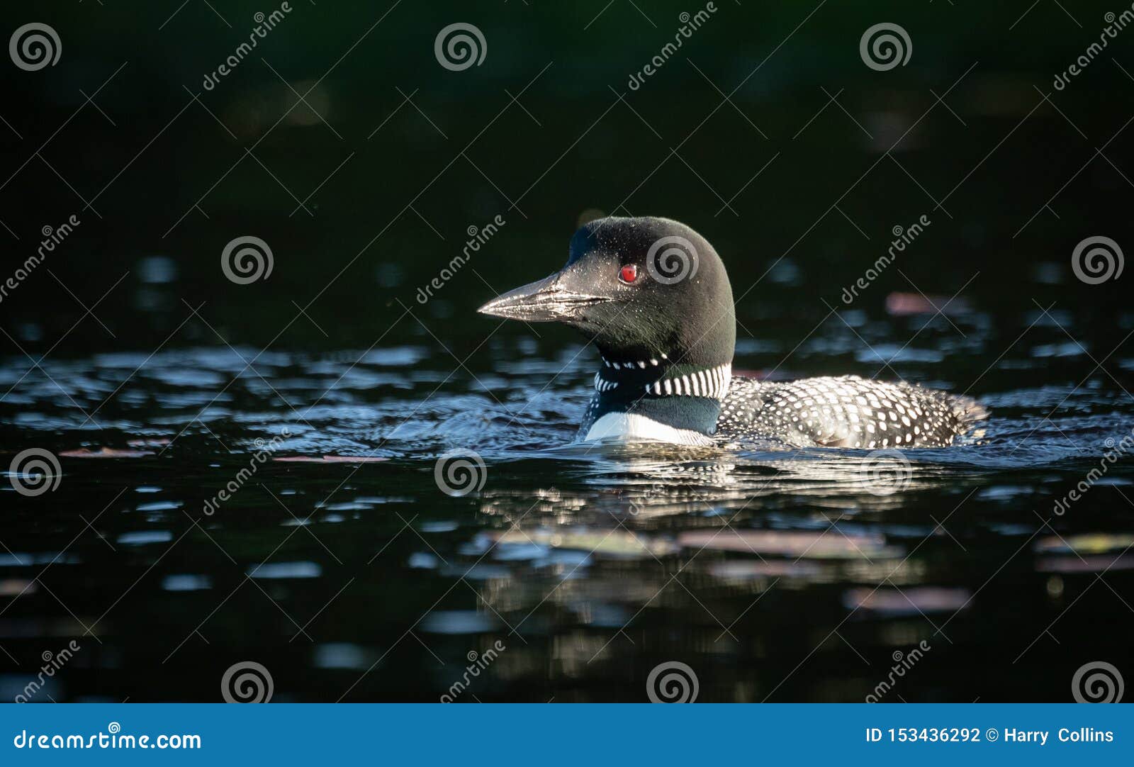 Common Loon in Acadia stock photo. Image of grey, jersey - 153436292