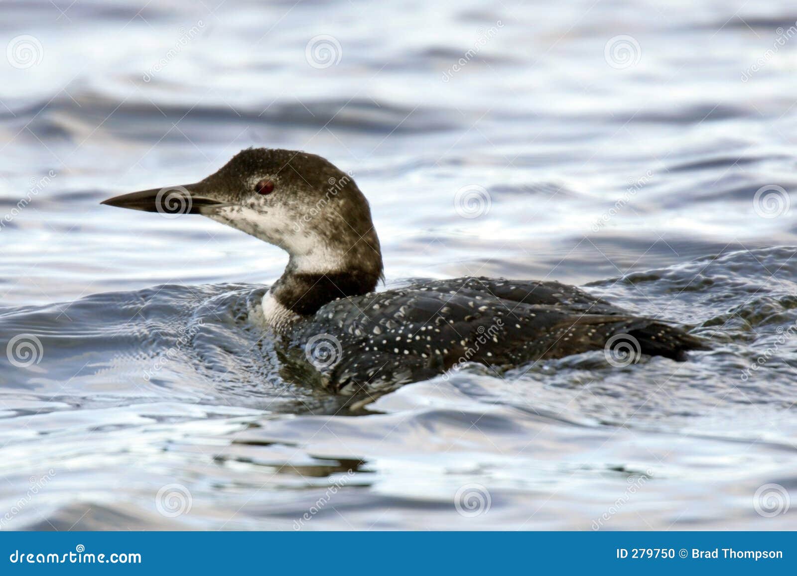 Common Loon Adult in Winter Plumage Stock Photo - Image of eerie, black ...