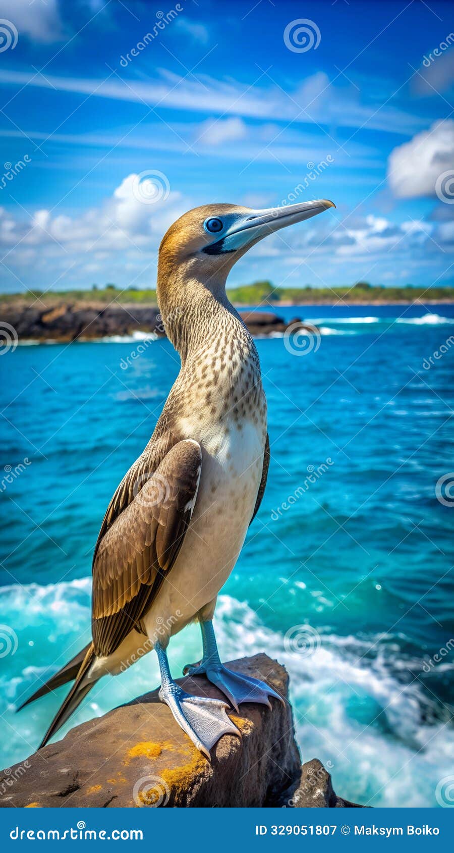 Common Loon Bird Jumps School Stock Illustration - Illustration of ...