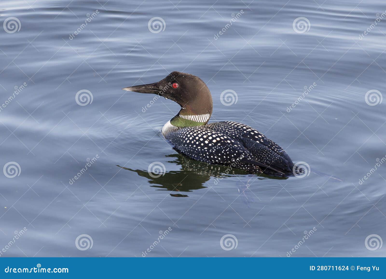 Common loon bird stock photo. Image of vancouver, north - 280711624