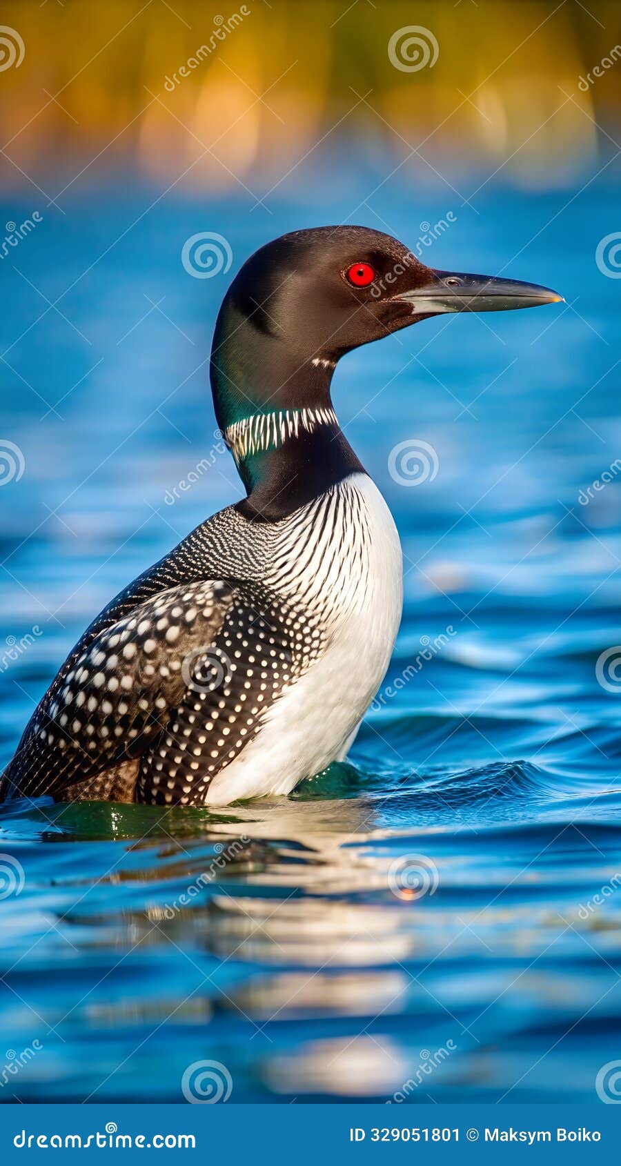 Common Loon Bird Walks Ocean Stock Illustration - Illustration of cute ...