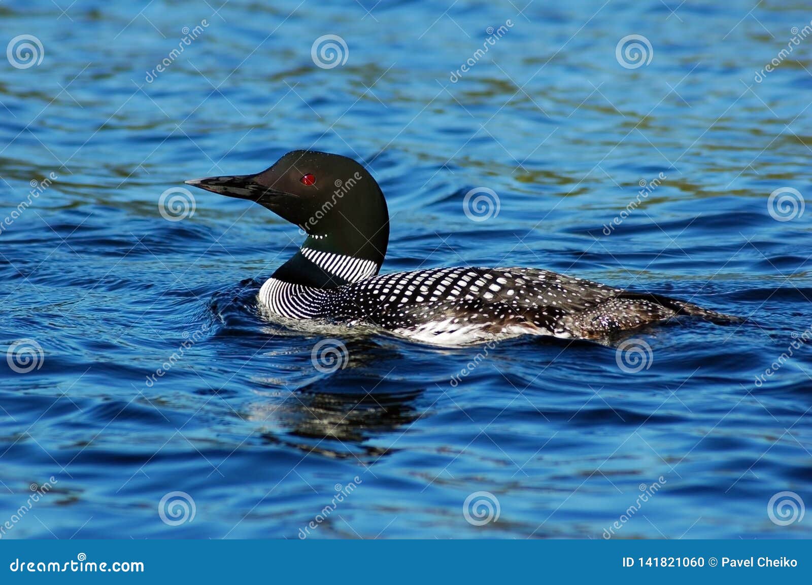 Common loon stock photo. Image of blue, wildlife, waterfowl - 141821060