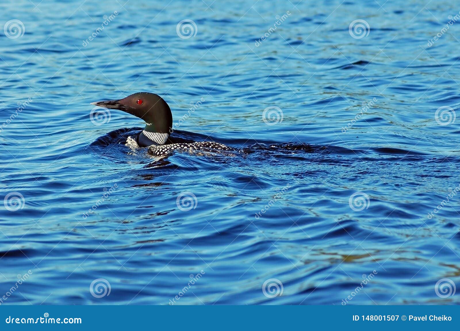 Common loon stock image. Image of black, neck, feathers - 148001507