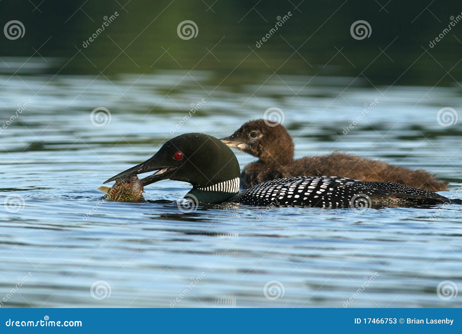 Common Loon Catching a Pumpkinseed Sunfish Stock Image - Image of ...