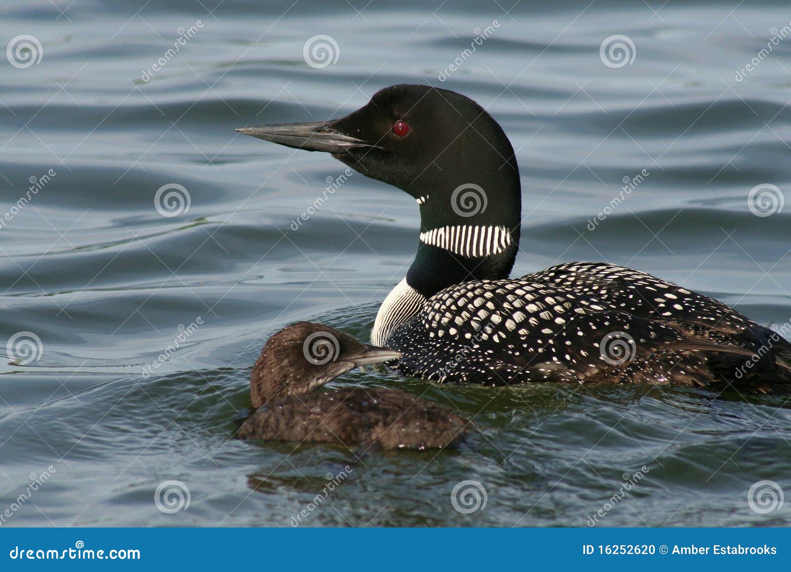 Common Loon Blue Lake Winnipesaukee Eyes Stock Photography ...