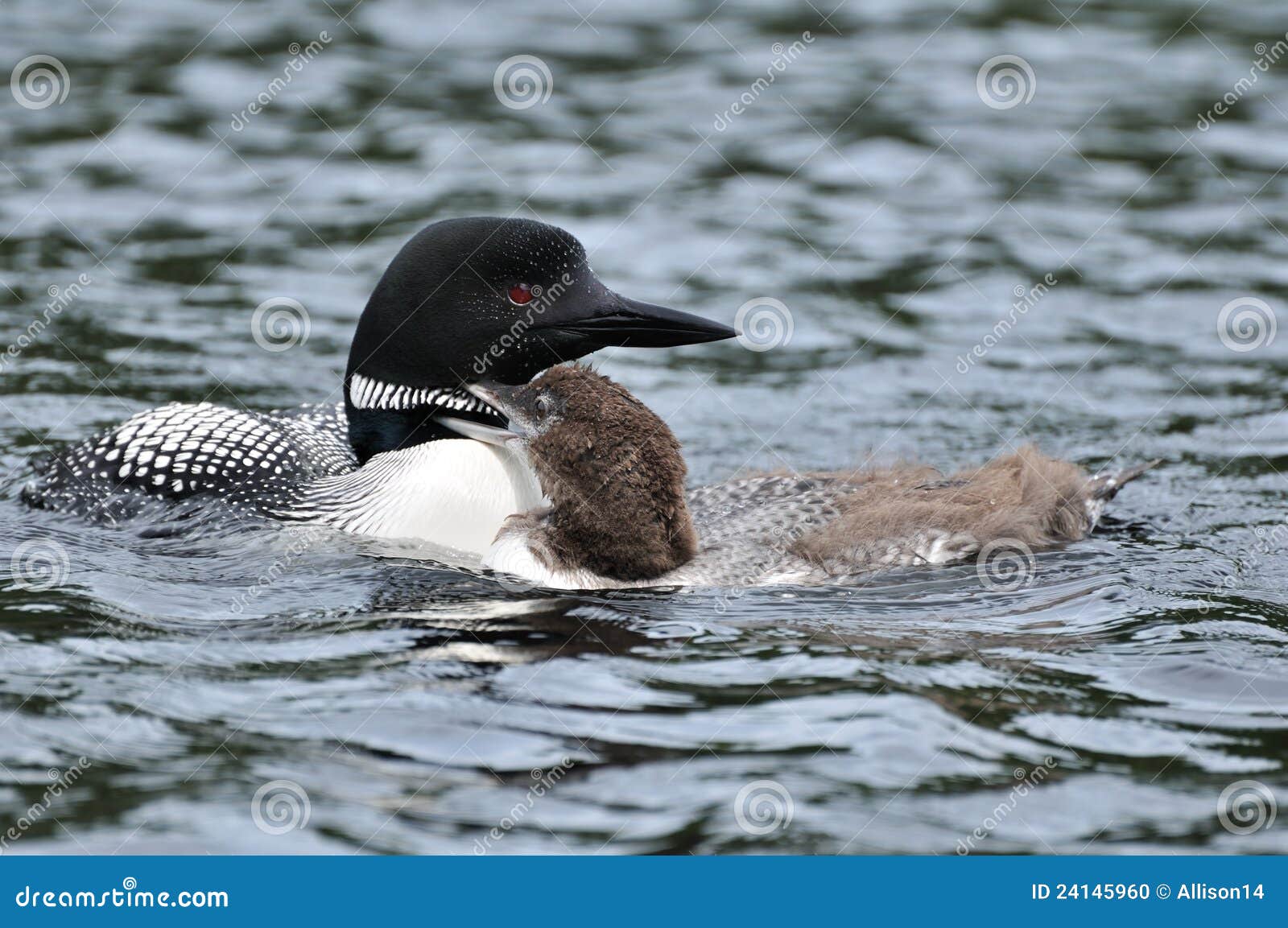 Common Loon with Chick stock photo. Image of wildlife - 24145960