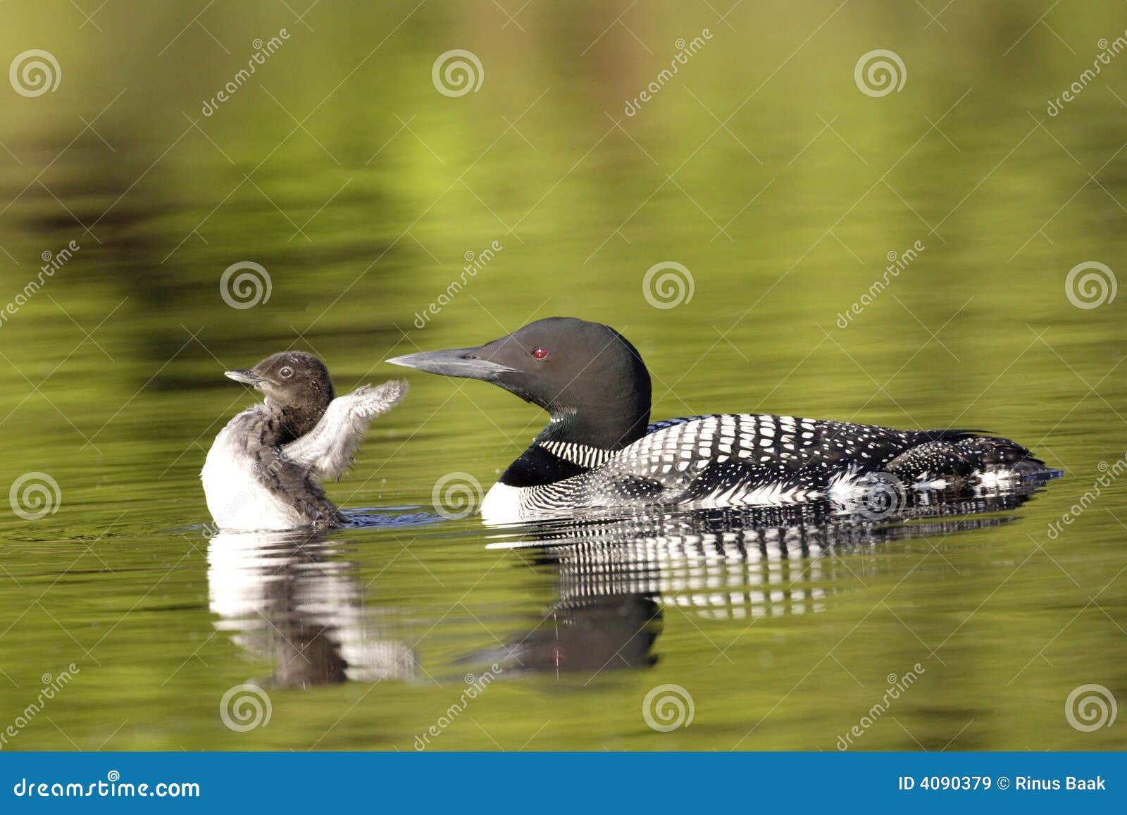 Common Loon with Chick stock image. Image of parent, flapping - 4090379